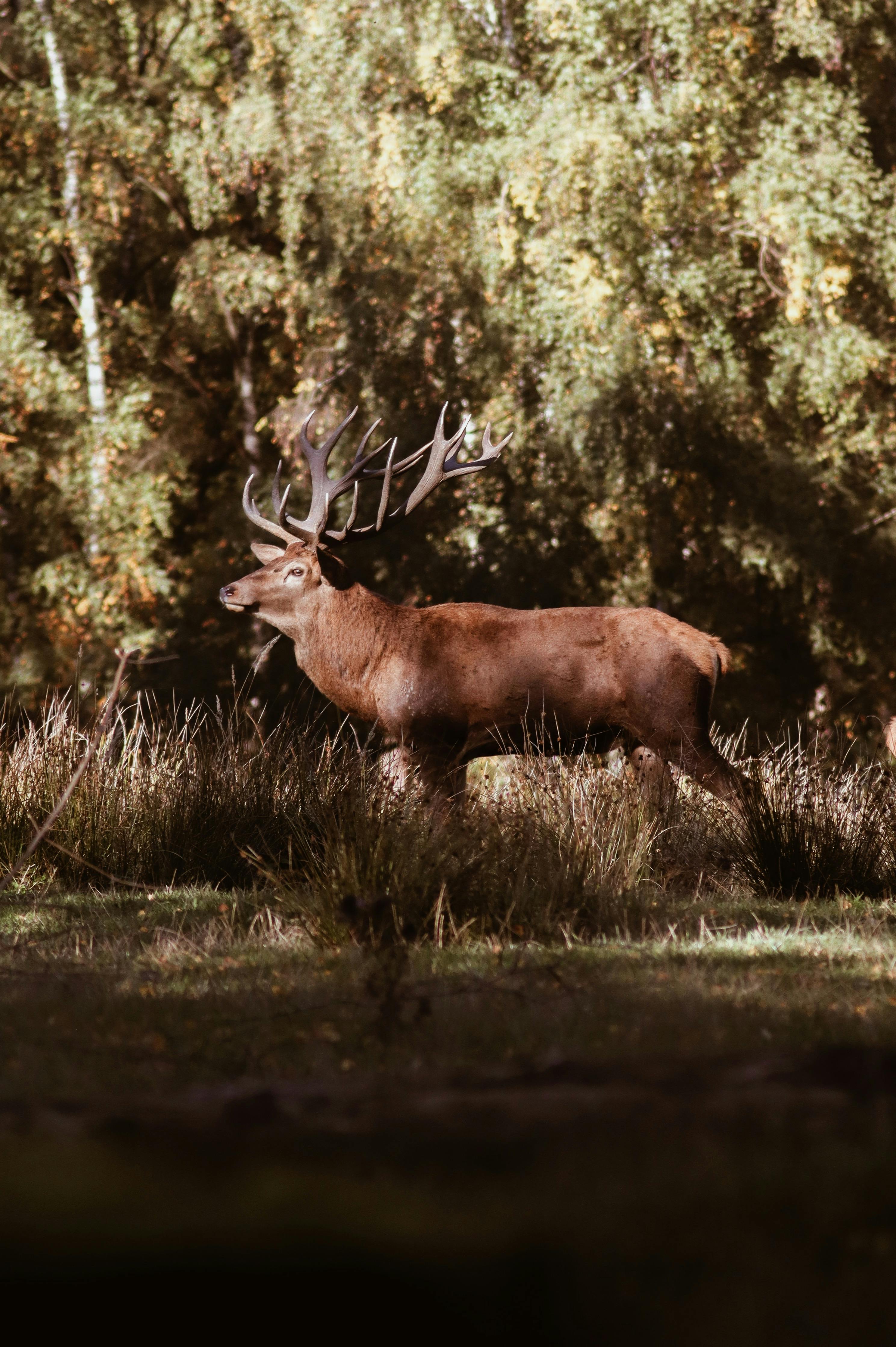 Buck in Forest · Free Stock Photo