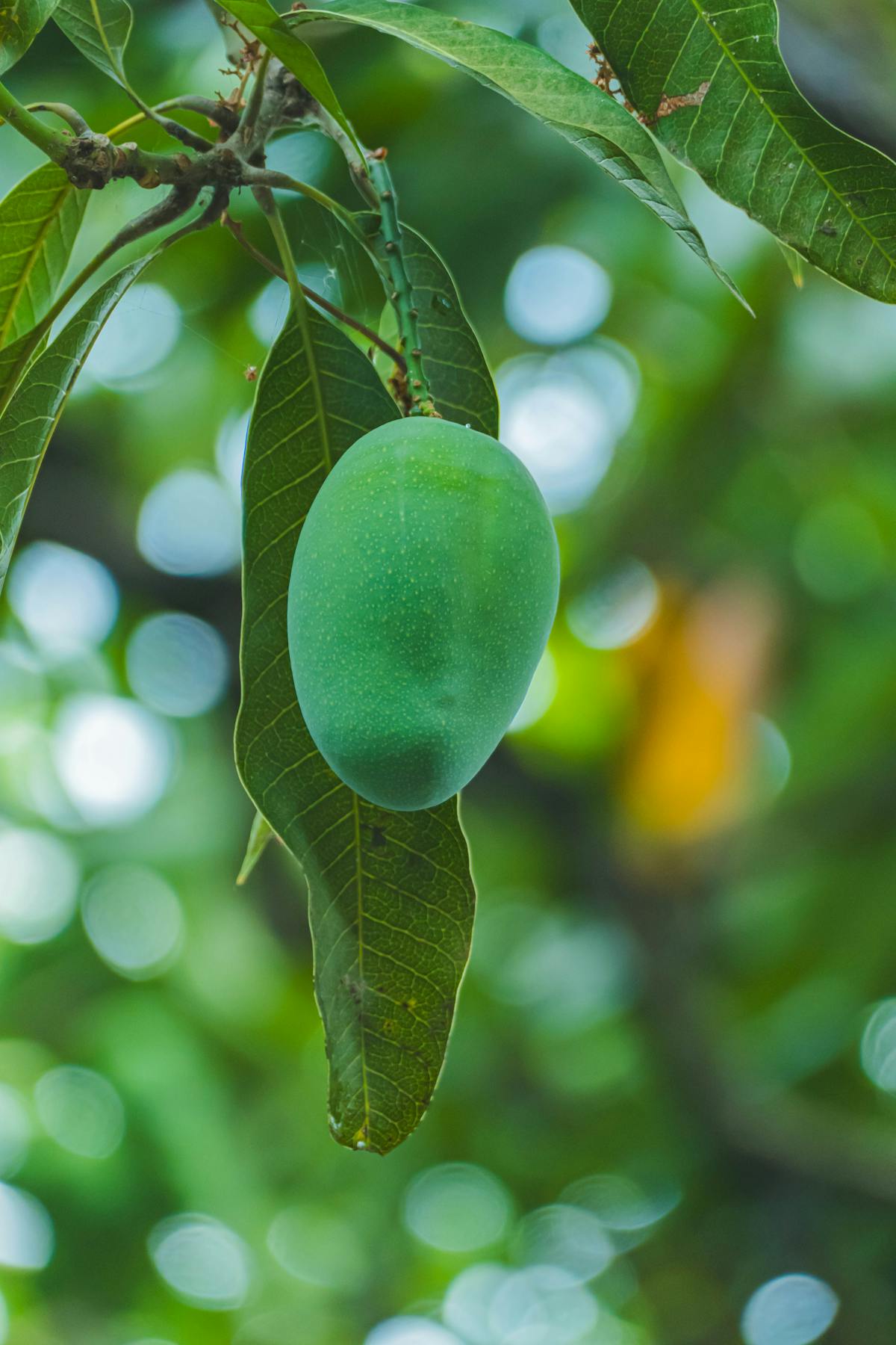 Mango Tree Photos, Download The BEST Free Mango Tree Stock Photos & HD ...