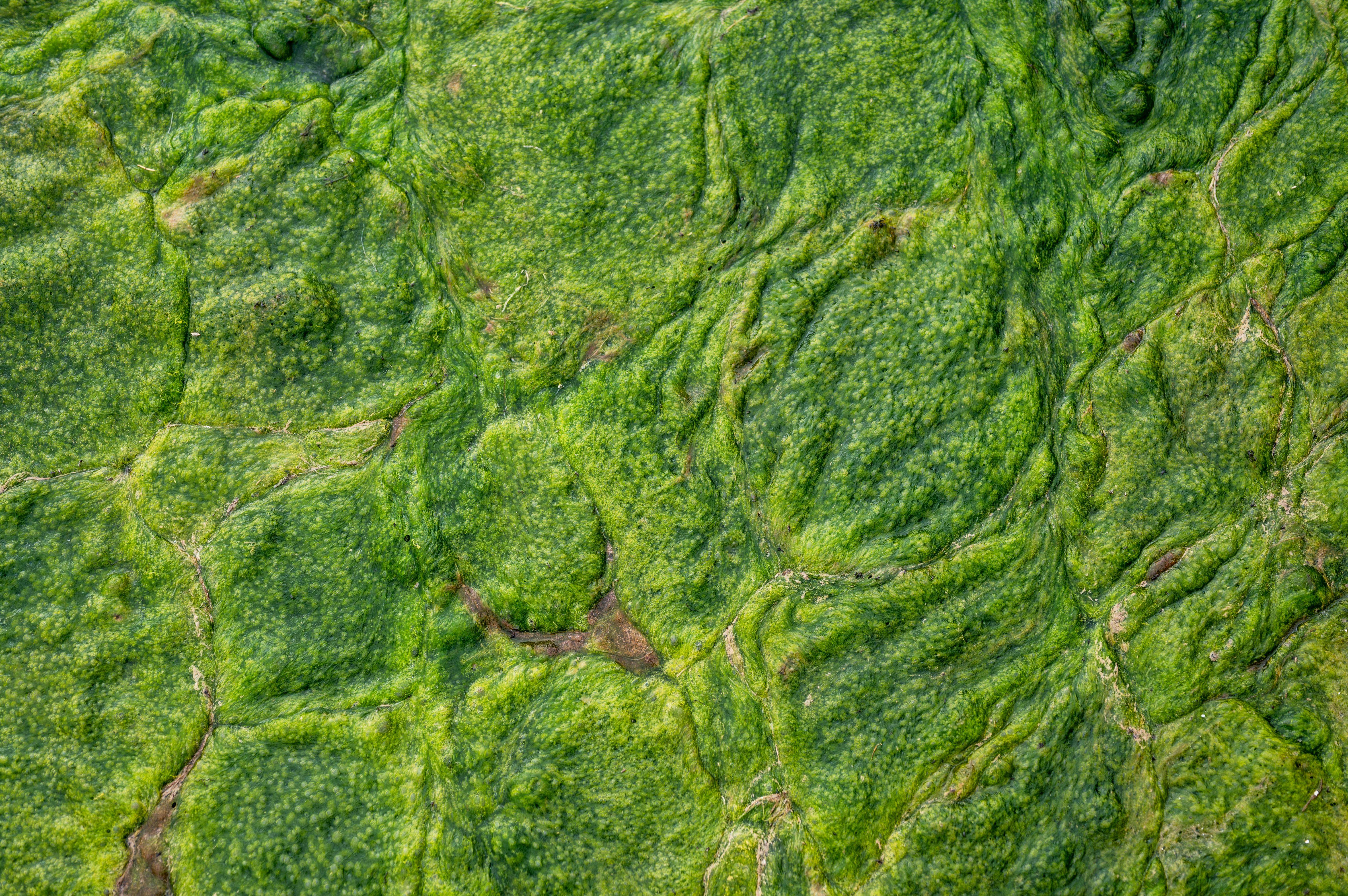 Drone Shot of Green Algae on the Surface of the Water · Free Stock Photo