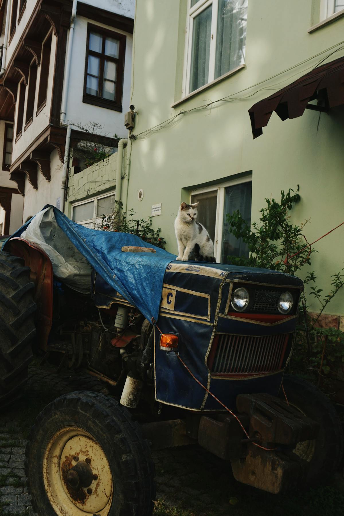 Cat Pfp Photos, Download The BEST Free Cat Pfp Stock Photos & HD Images