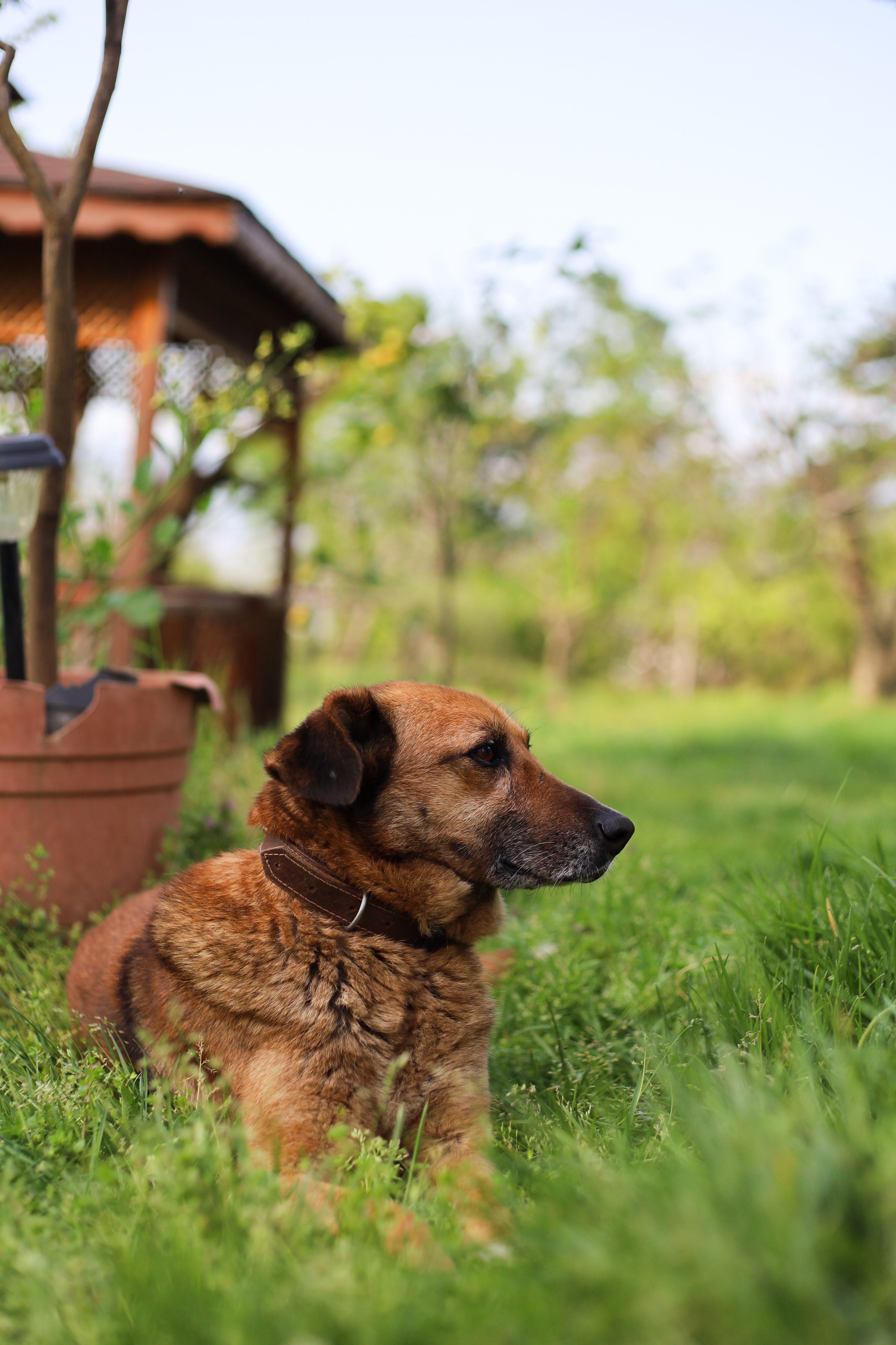 A Dog in a Garden · Free Stock Photo