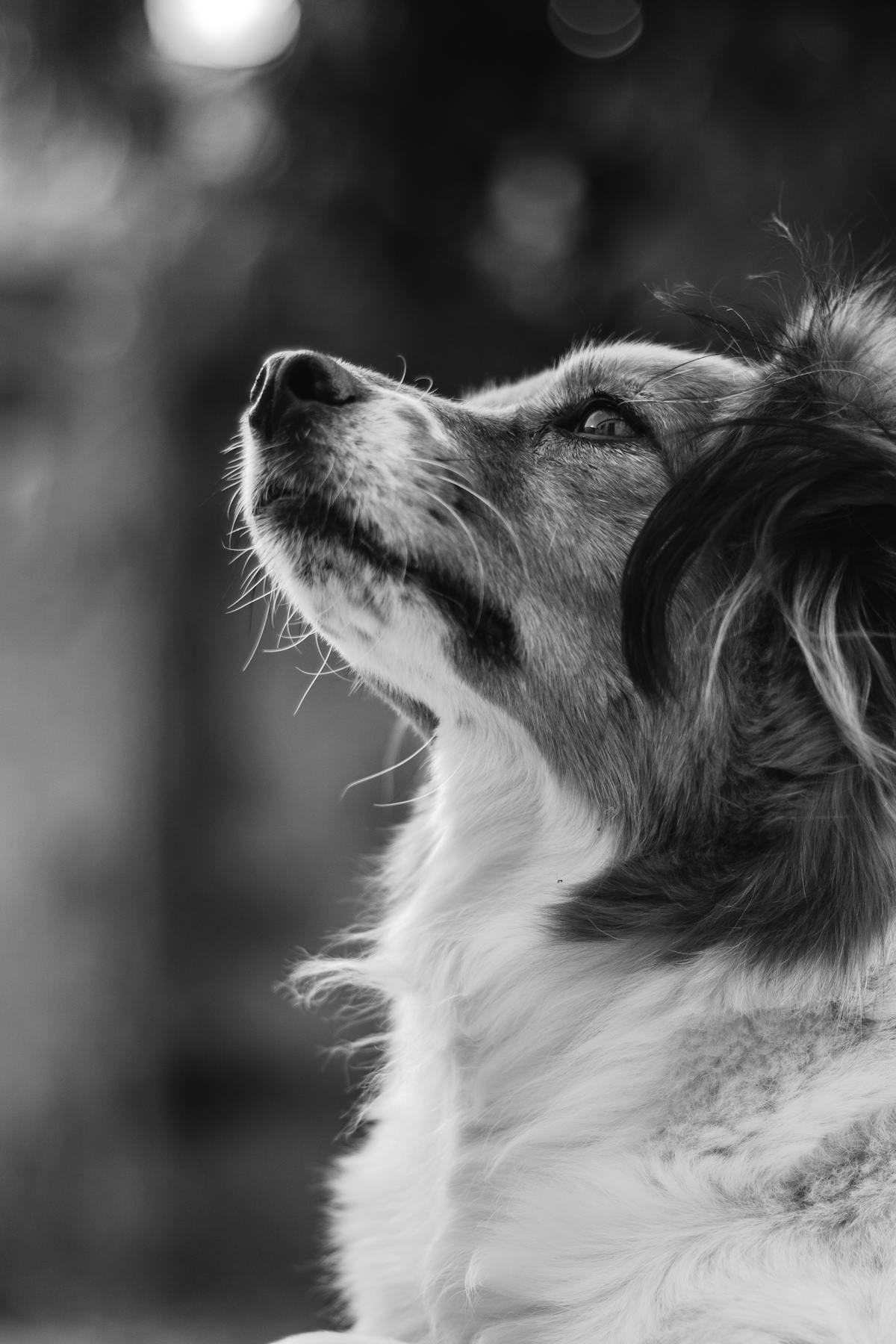 Bad Dog Photos, Download The BEST Free Bad Dog Stock Photos & HD Images