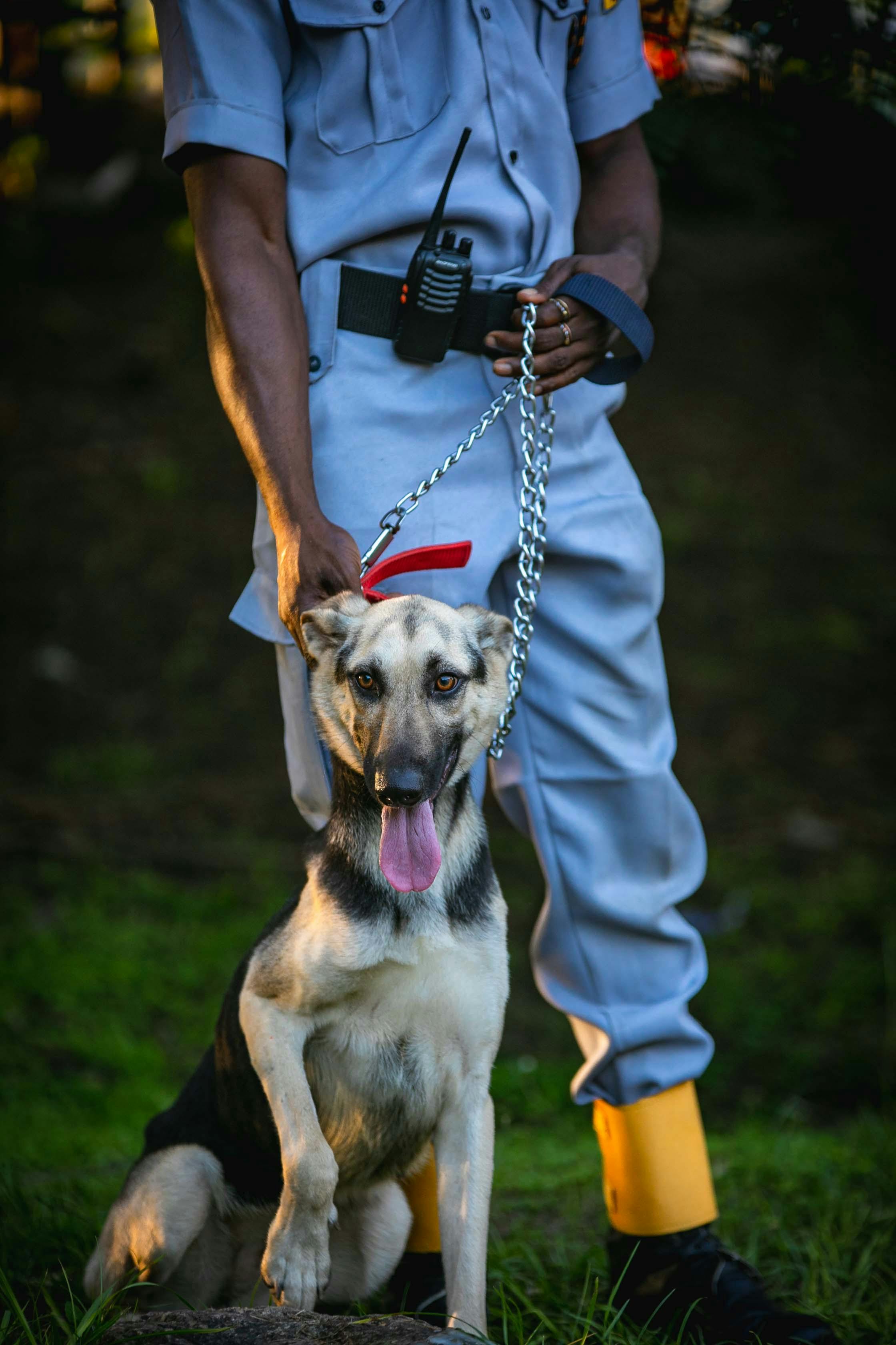 Guard Dog on Chain Sitting by Man in Uniform · Free Stock Photo