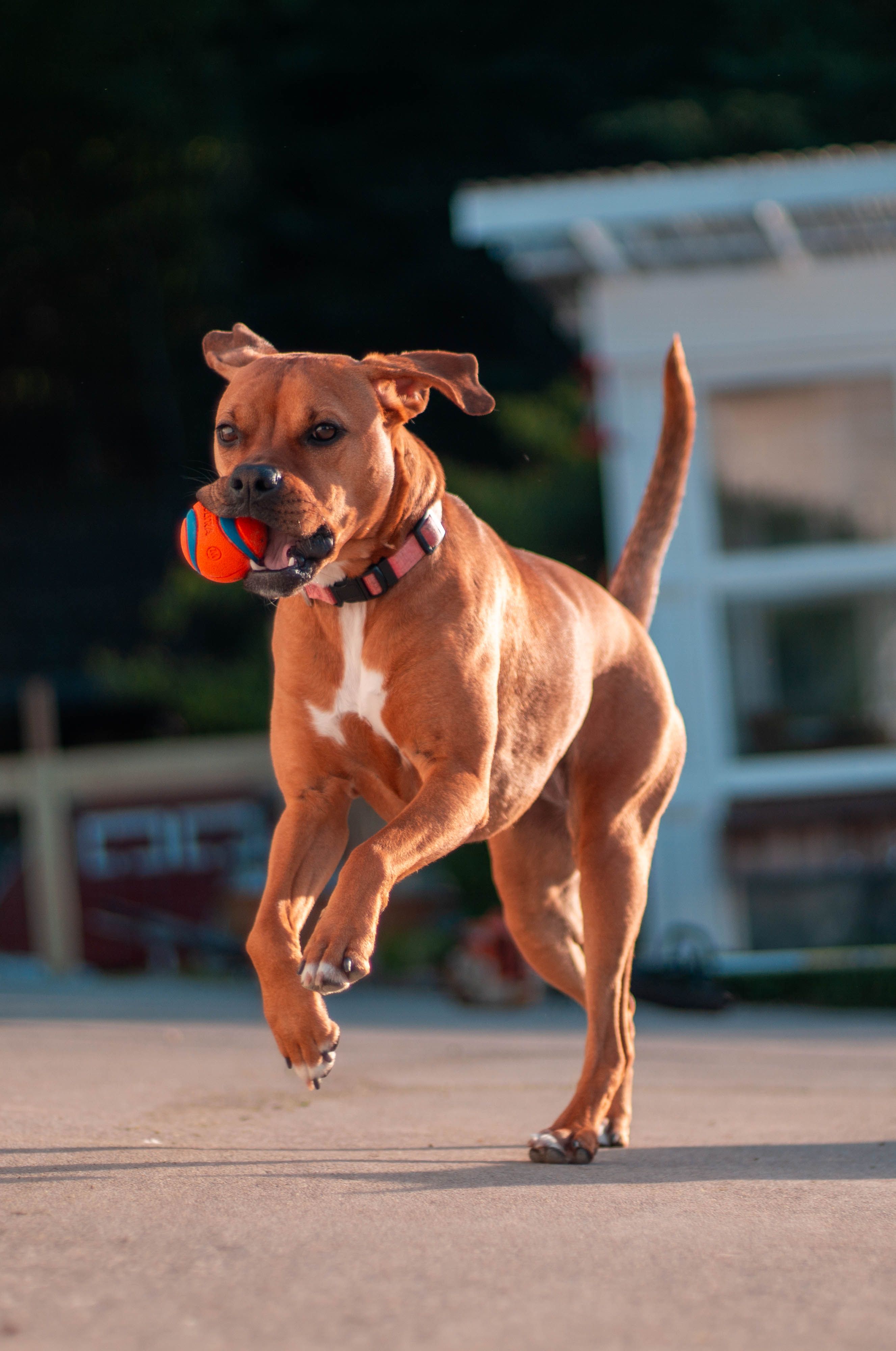 Dogs Running on the Field Under Blue Sky · Free Stock Photo
