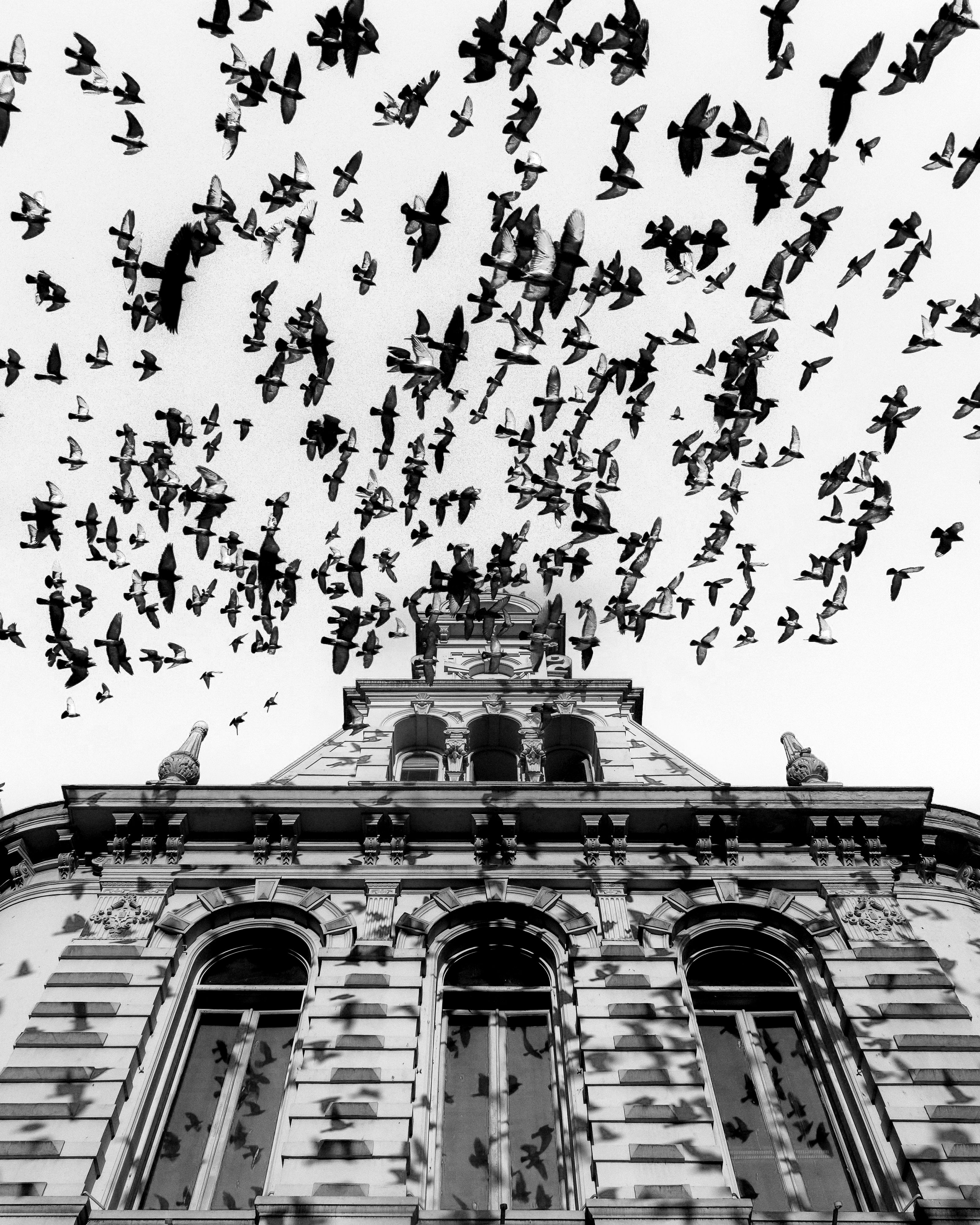 Crowd Of Birds Photos, Download The BEST Free Crowd Of Birds Stock ...
