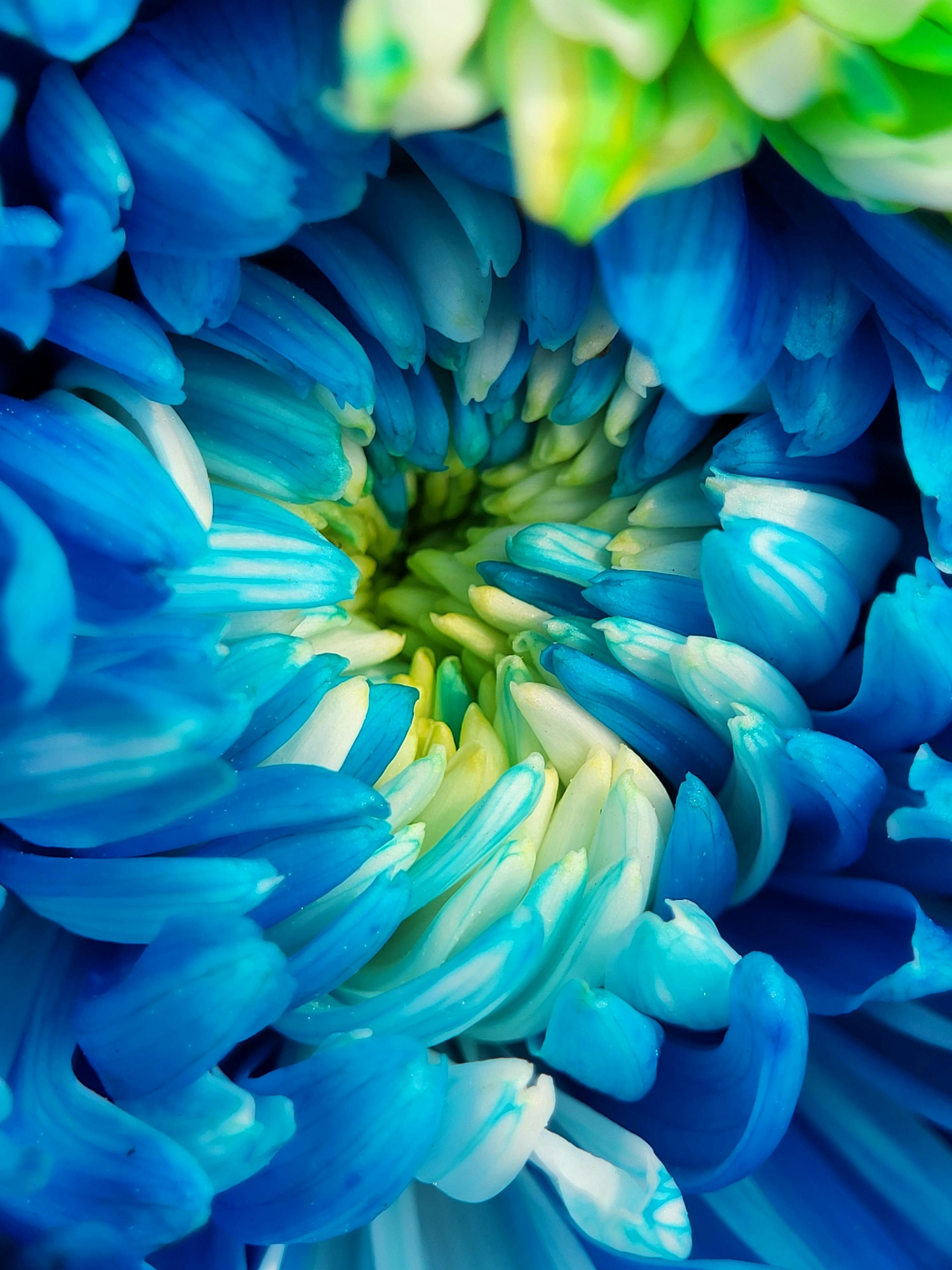 Vibrant Blue Flower Petals · Free Stock Photo