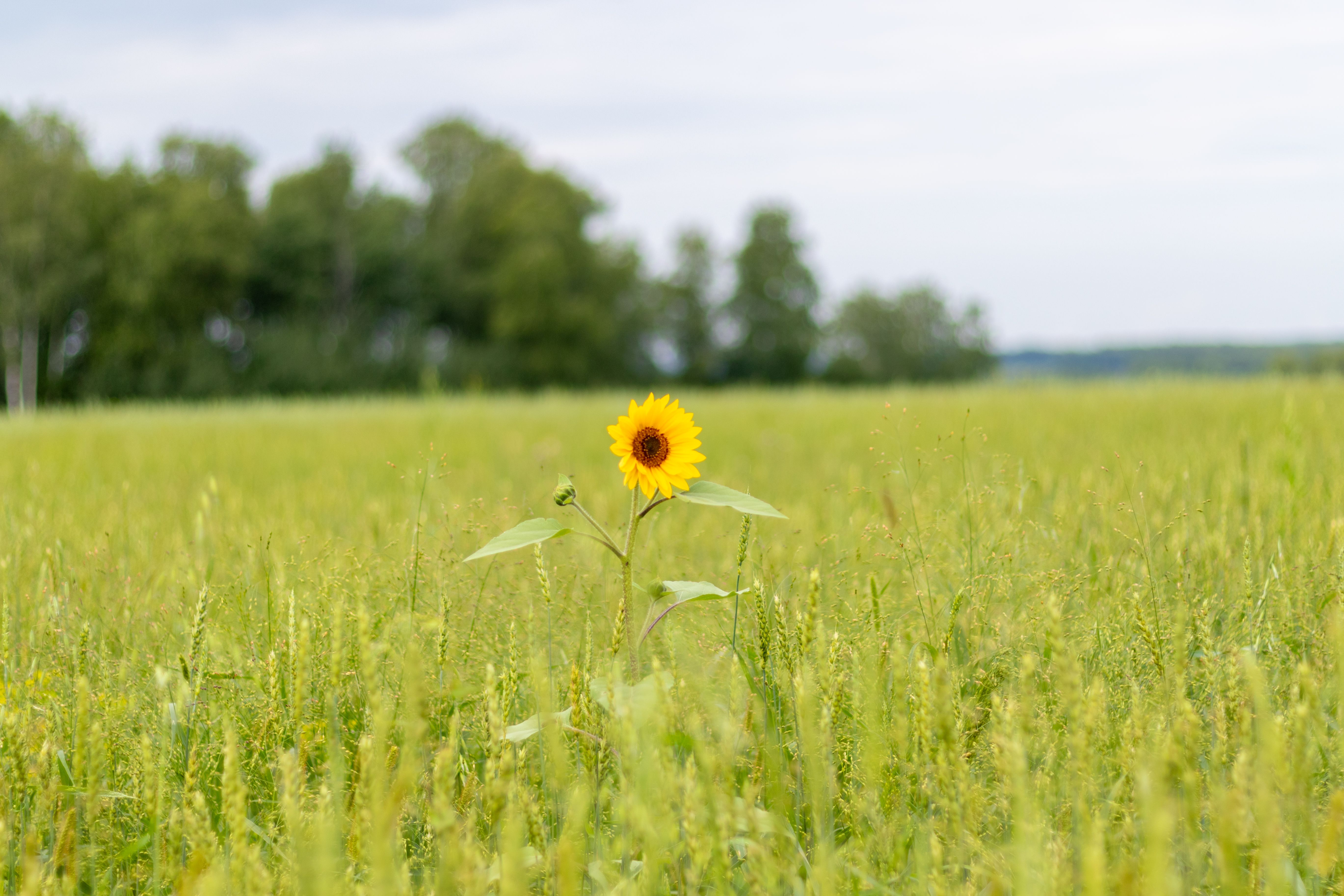 A lone sunflower in a field of green grass · Free Stock Photo