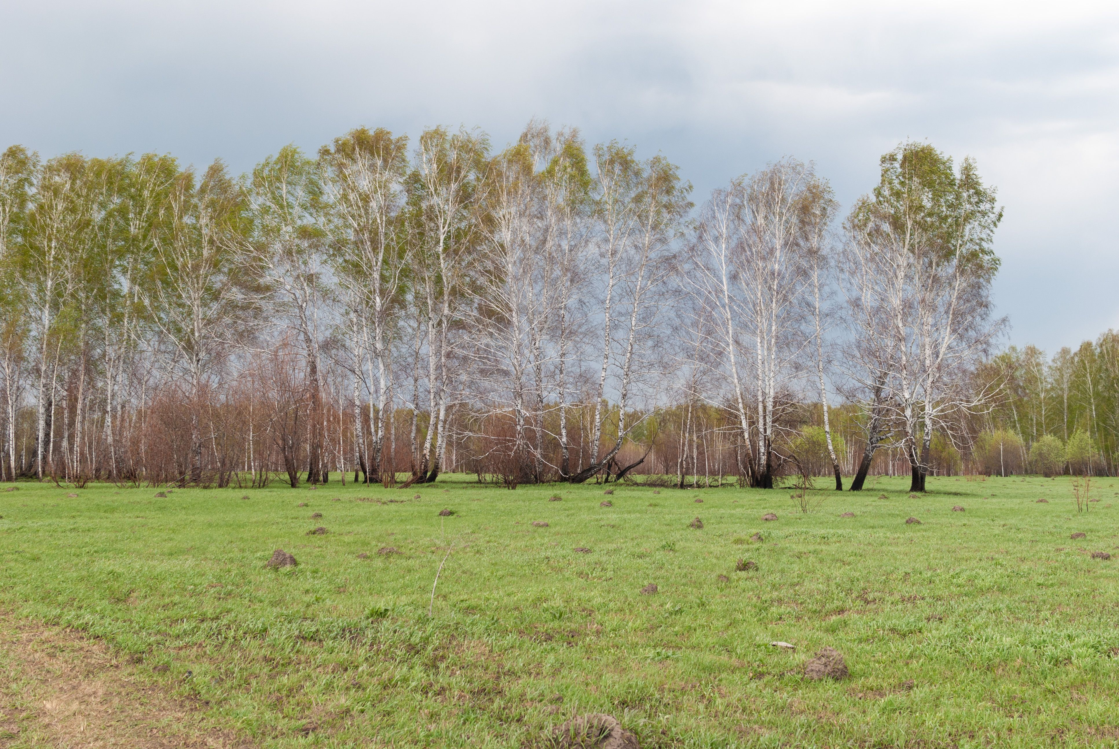 White Bark Trees Growing along Path on Grass Field · Free Stock Photo