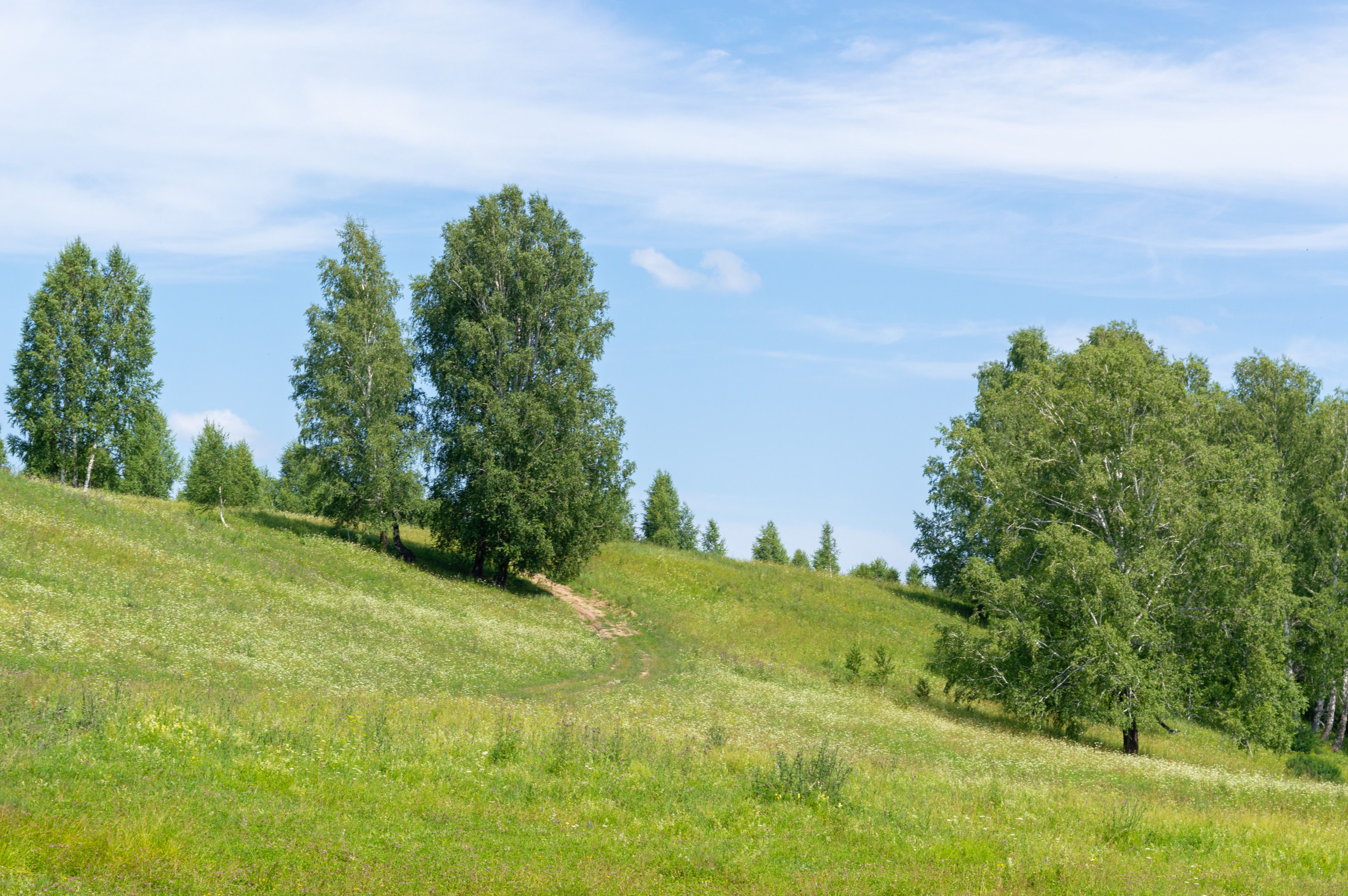 Steep Grass Field with Trees Growing and Path · Free Stock Photo