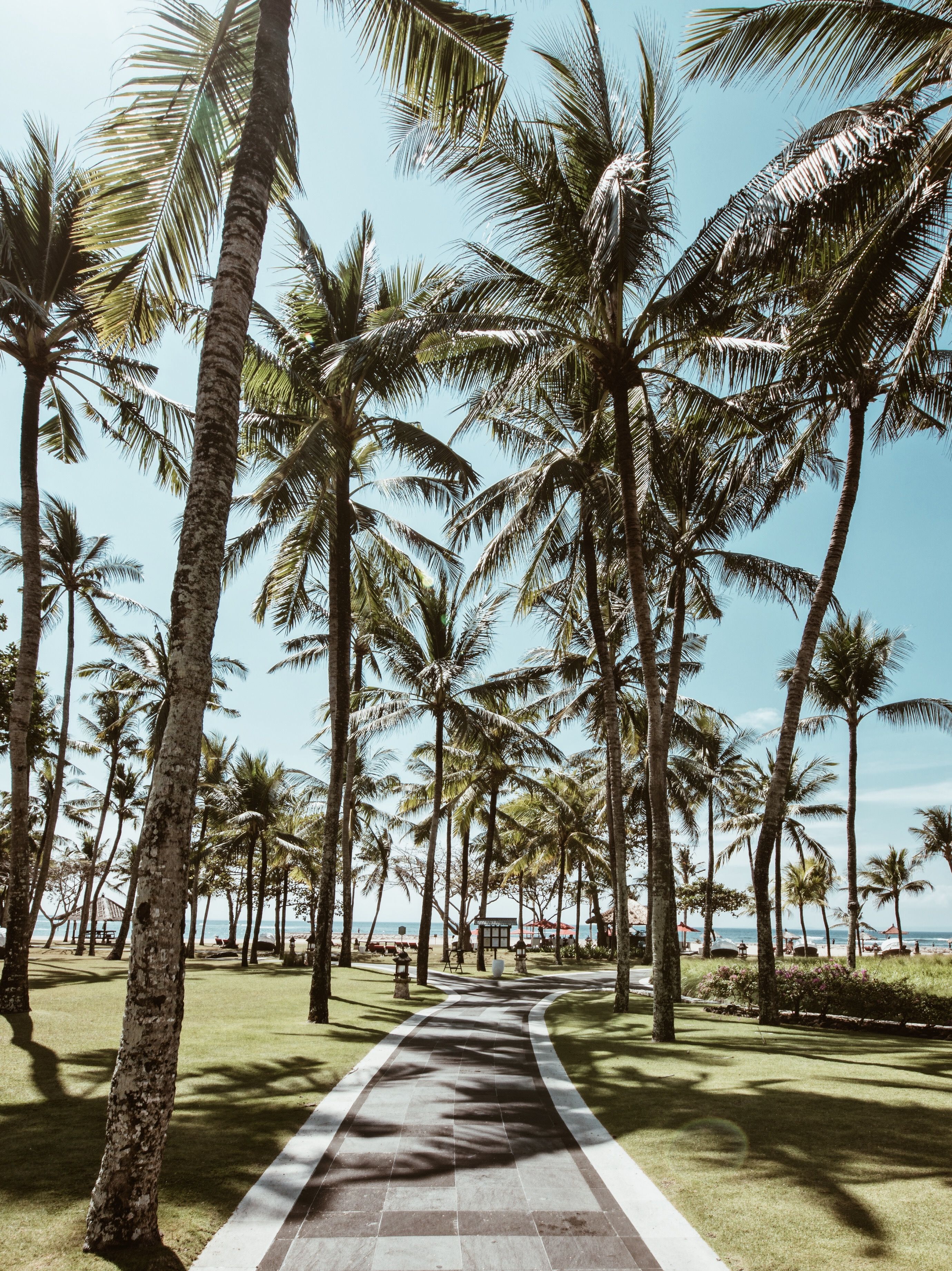 Pathway Surround By Trees · Free Stock Photo