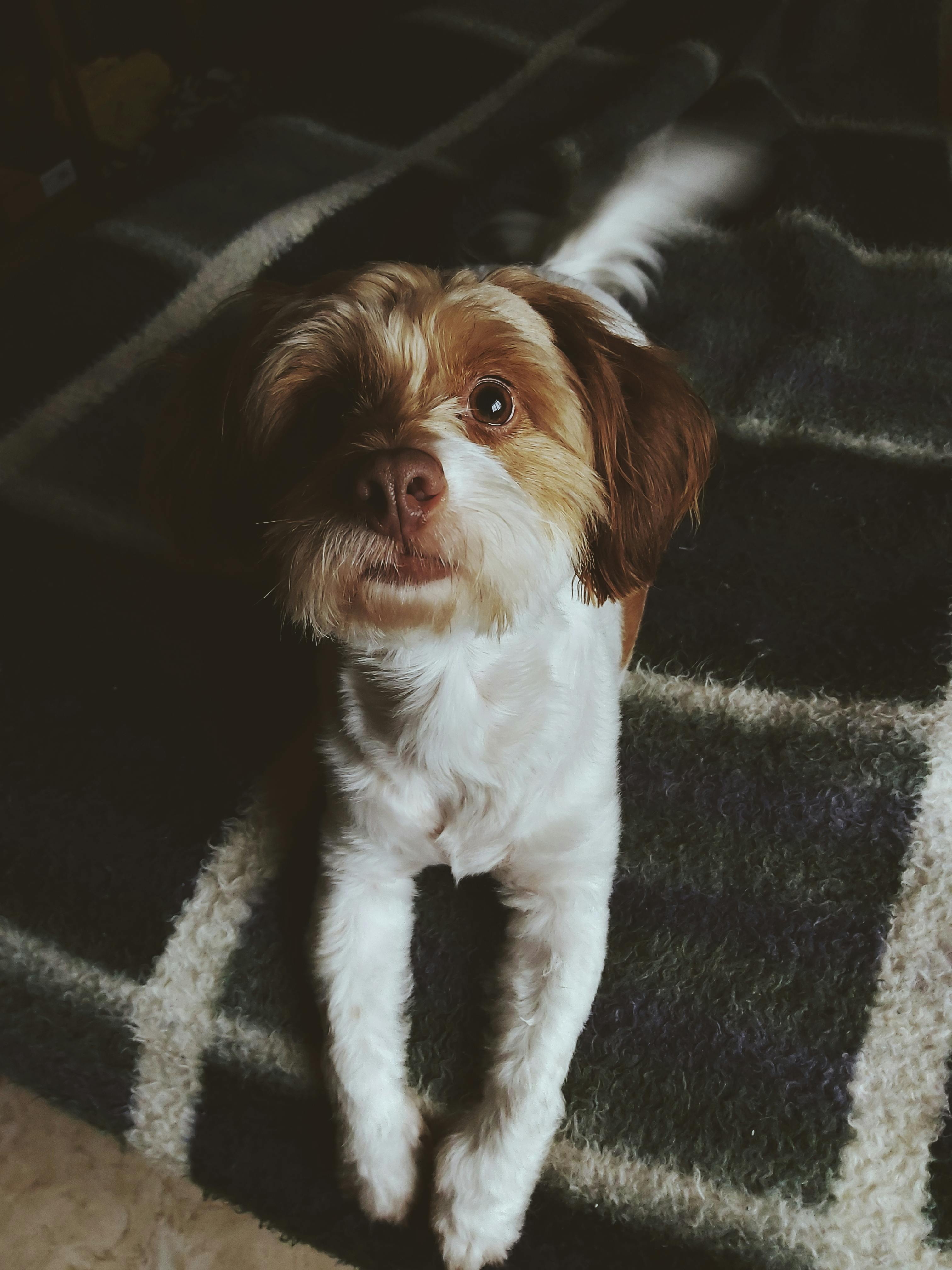 Foto profissional gratuita de #interior, acolhedor, aconchego, adorável ...