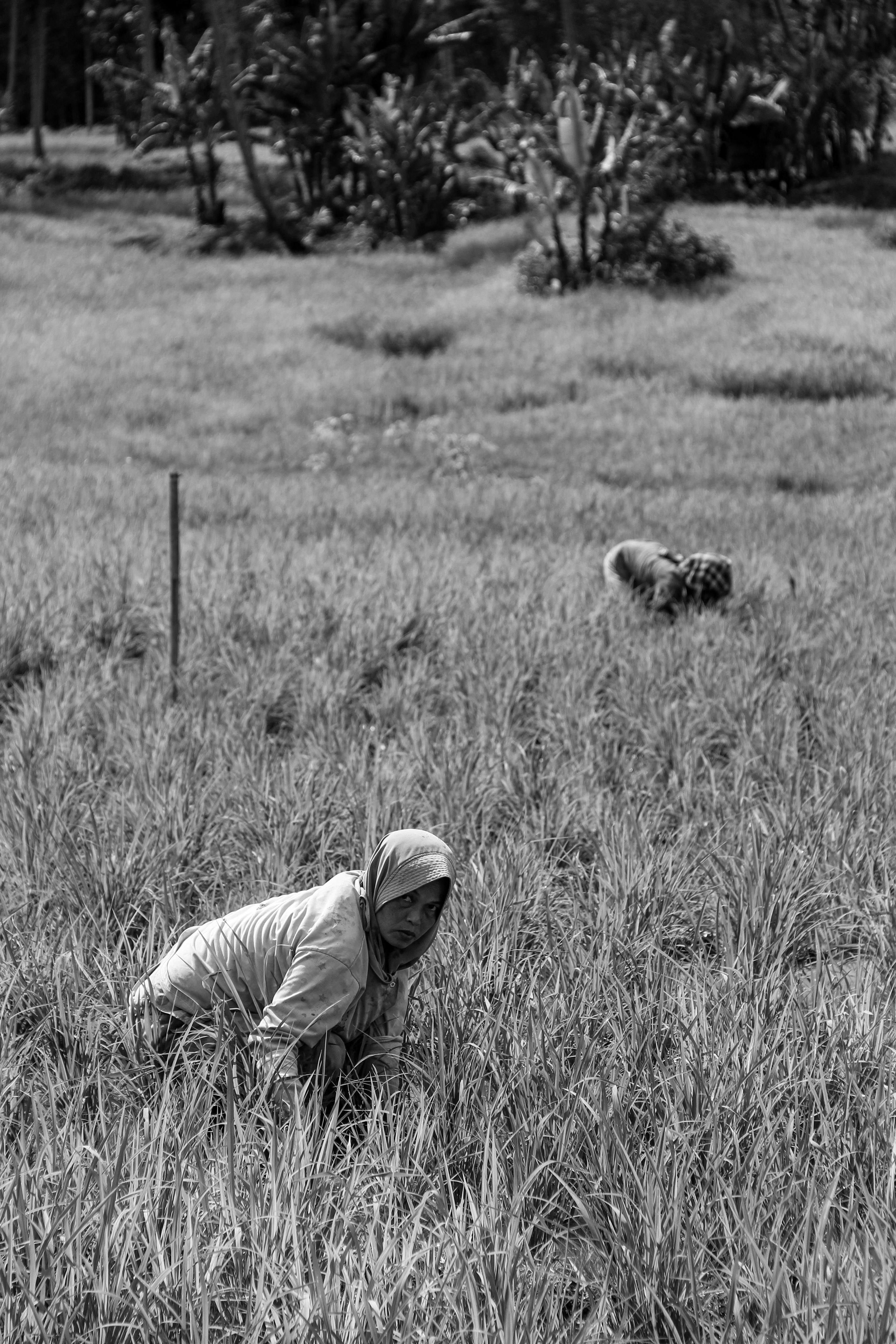 Black and White Photo of Women Working in Field · Free Stock Photo
