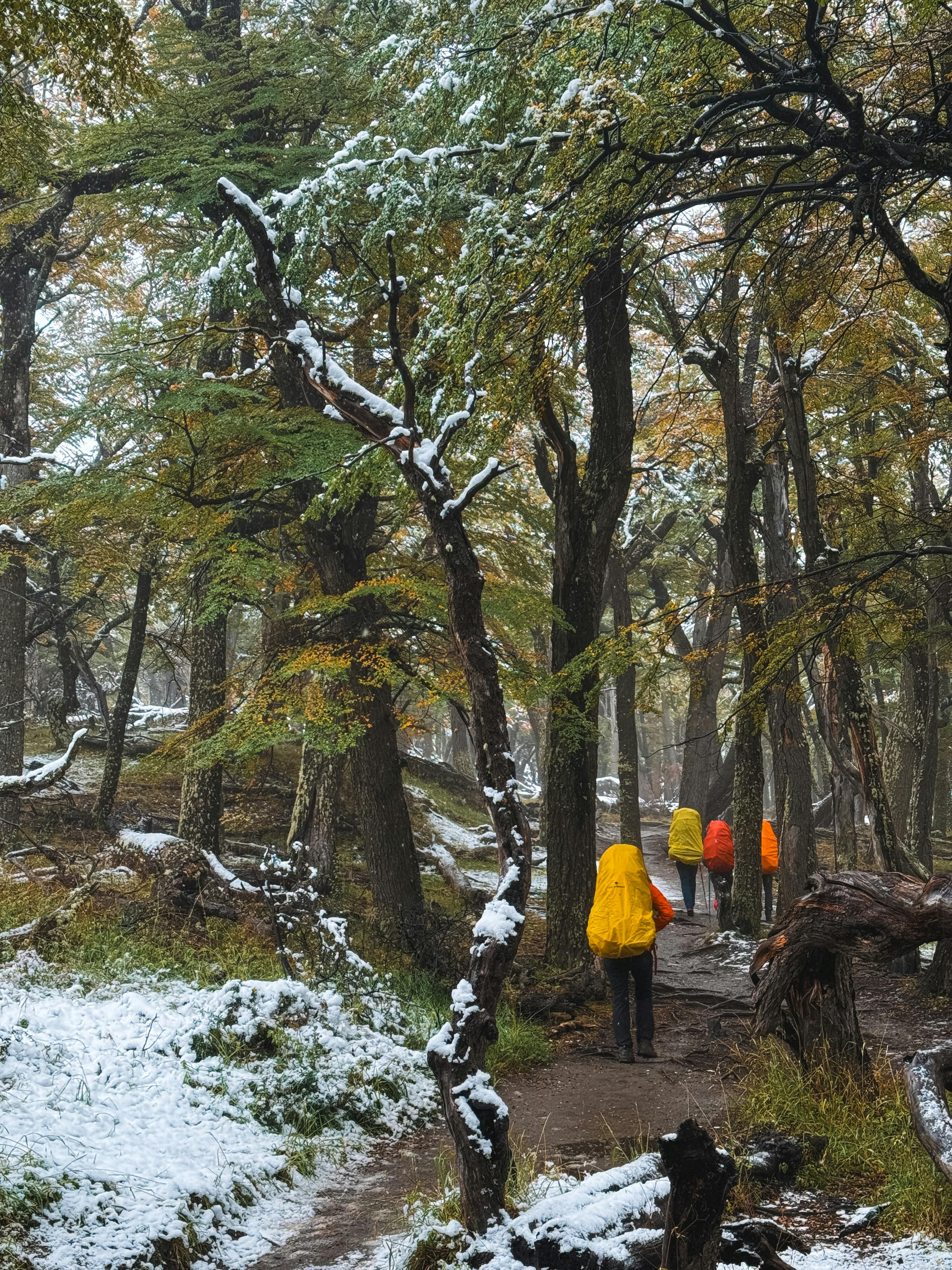 People Hiking through Snow Covered Forest · Free Stock Photo