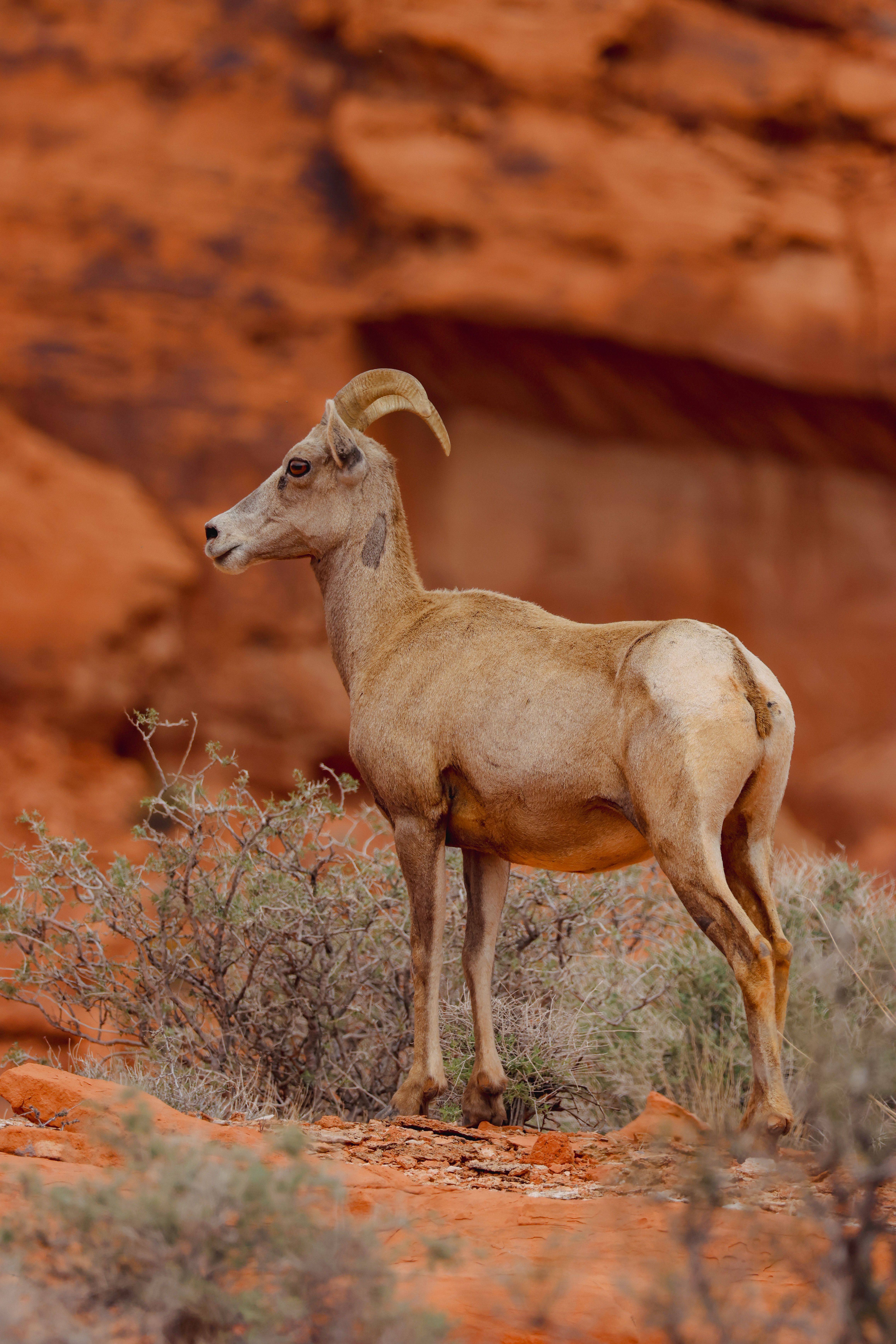 Bighorn Sheep in Desert · Free Stock Photo