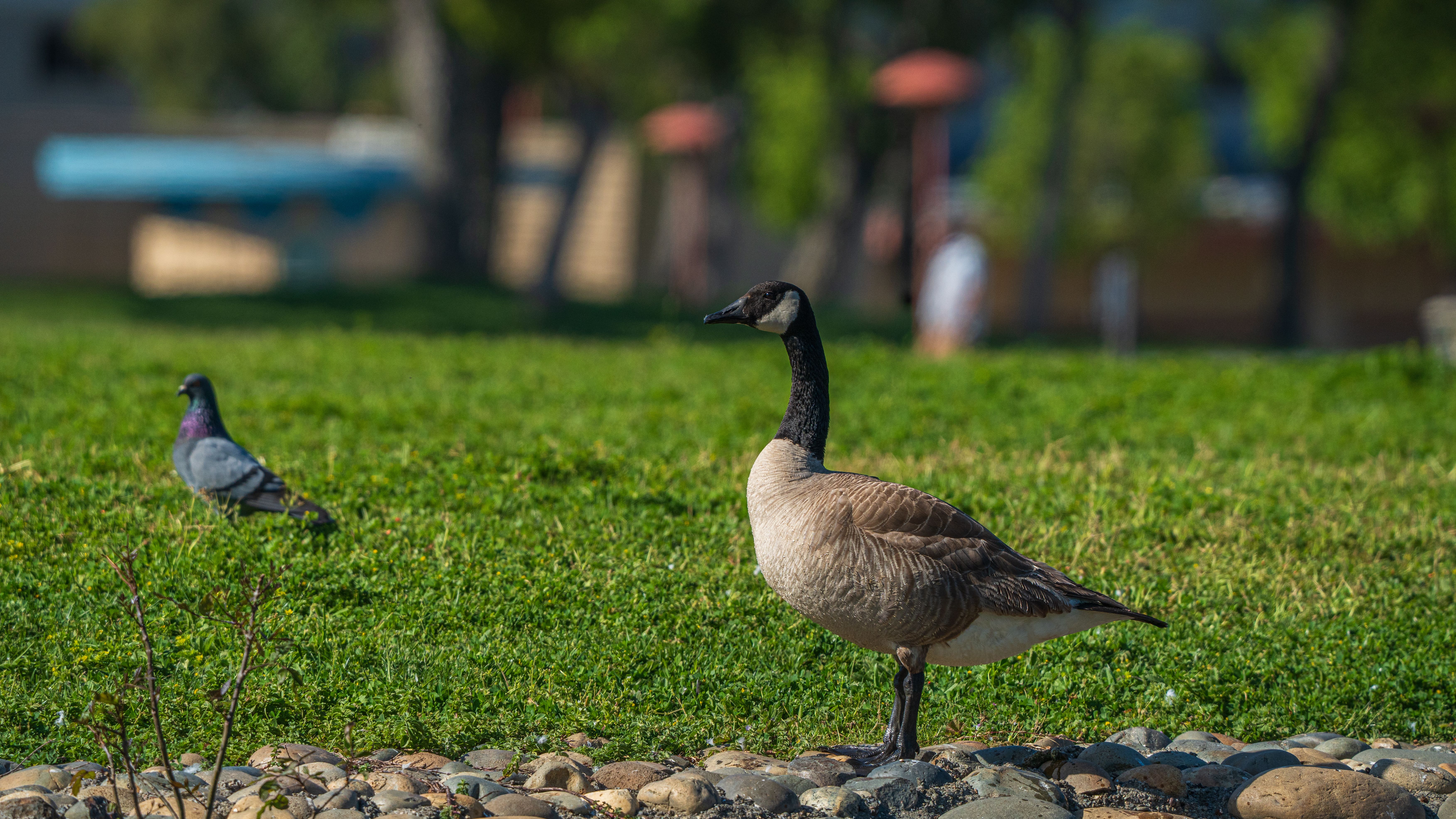 Goose and Pigeon on Grass · Free Stock Photo