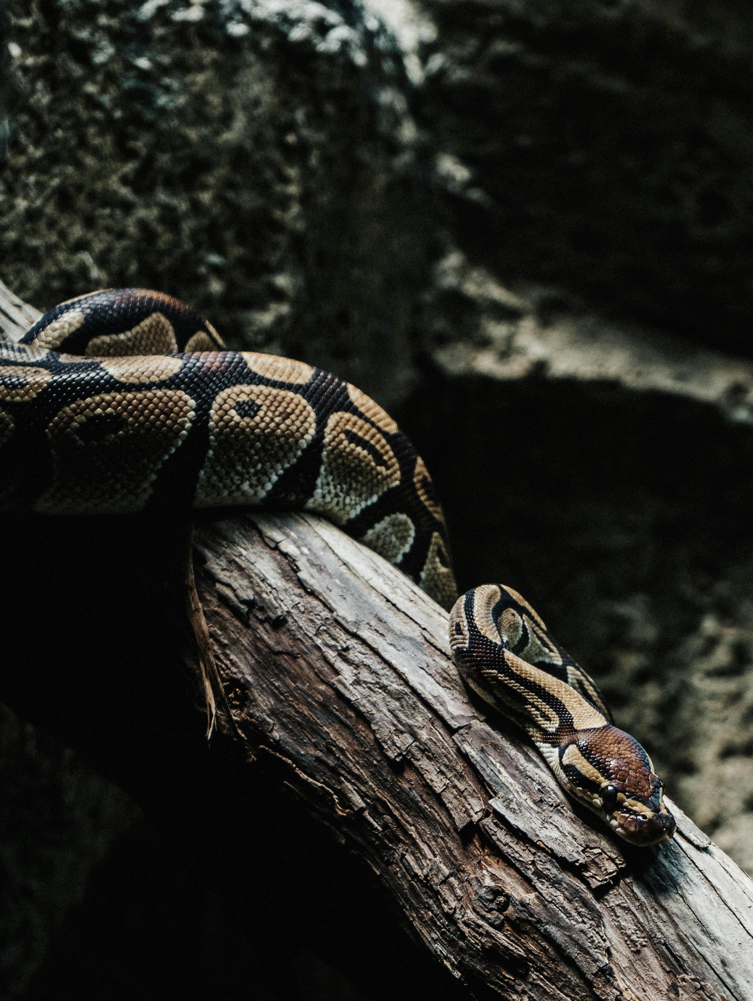 Royal Python in Close Up · Free Stock Photo