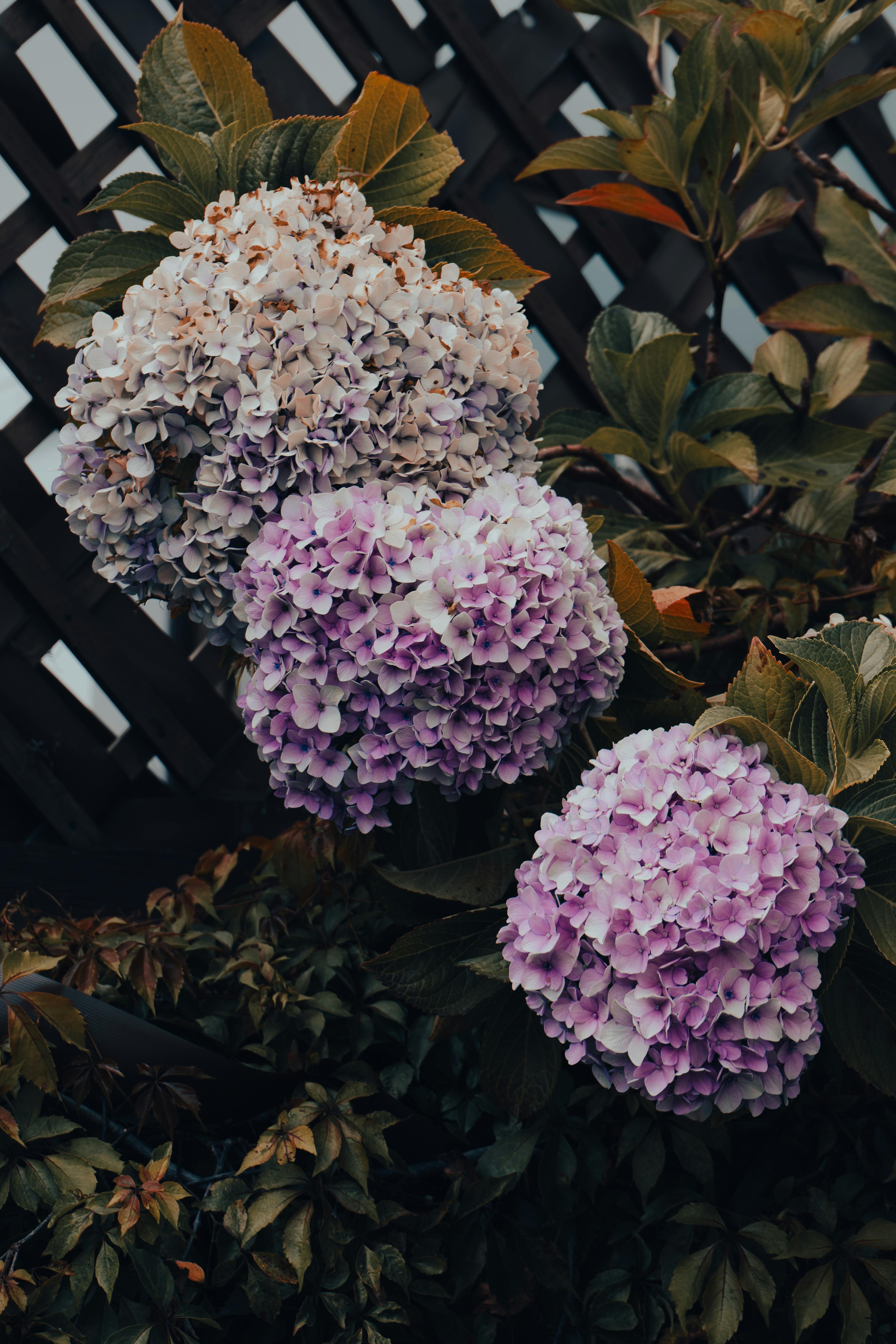 Purple Hydrangea Flowers · Free Stock Photo