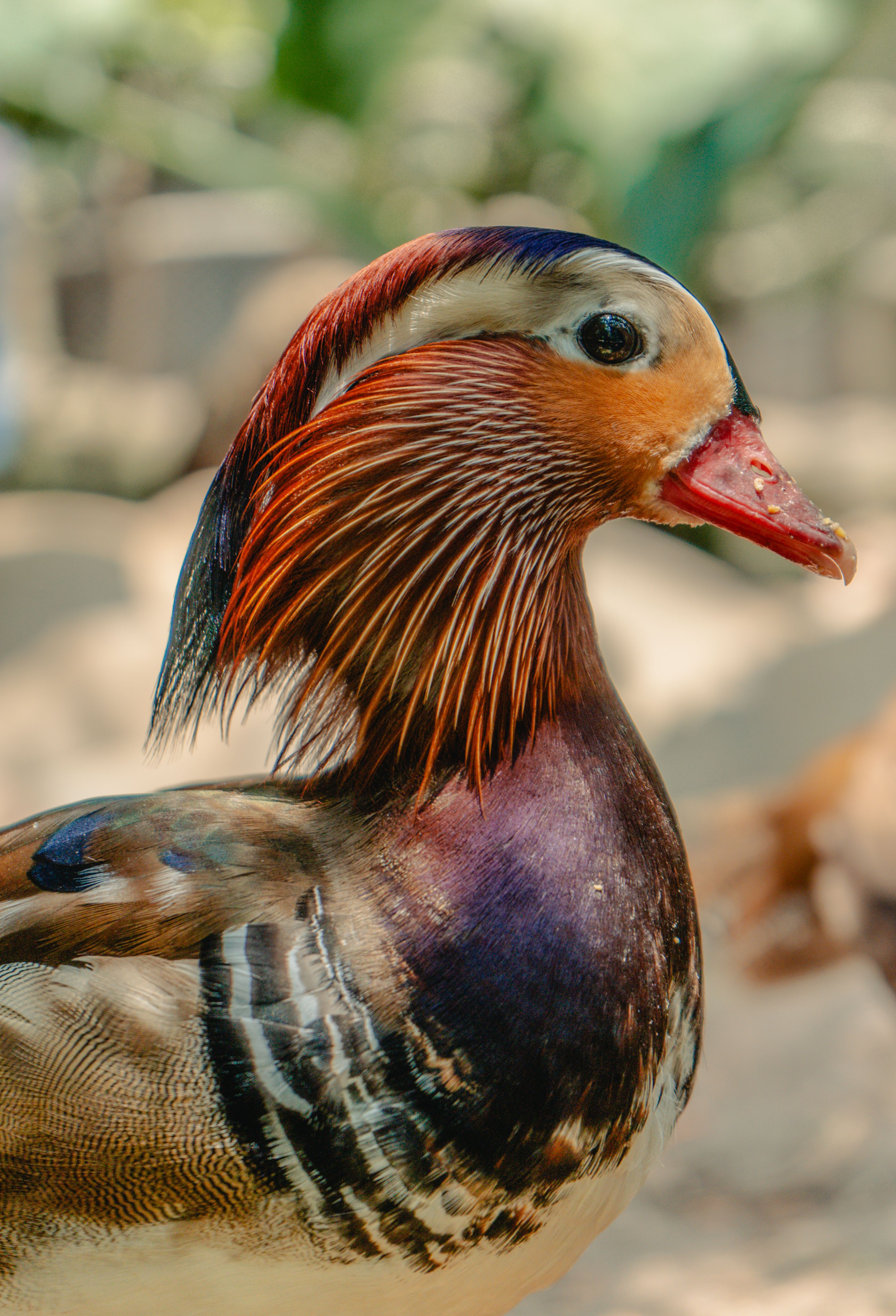 Ave con muchos colores · Free Stock Photo