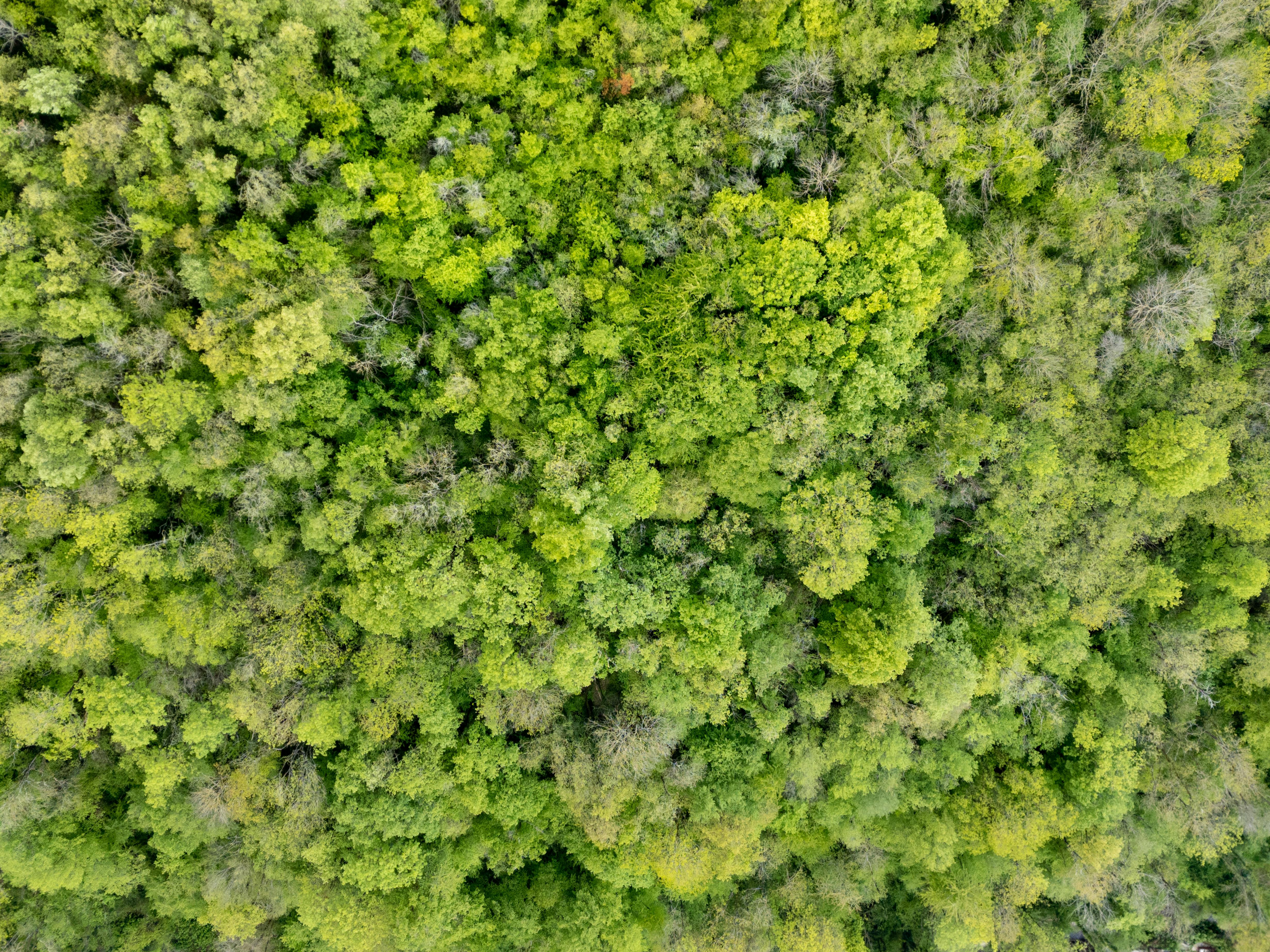 Aerial View of Green Forest · Free Stock Photo