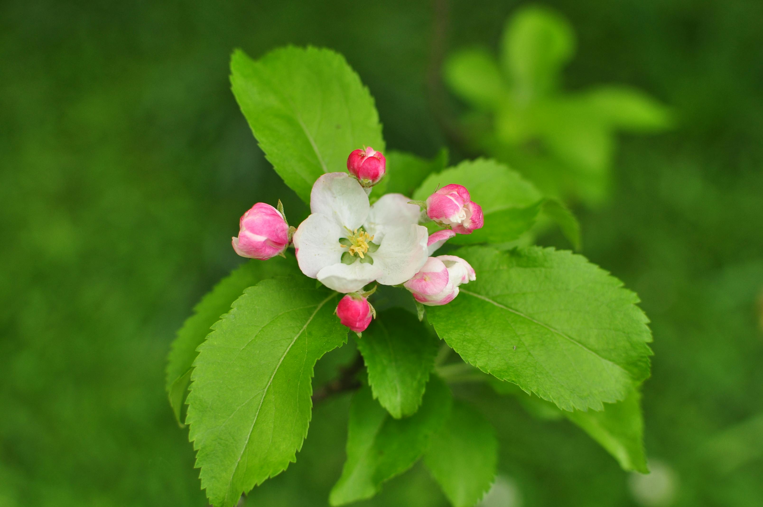 Free stock photo of blossom, cherry blossom, green