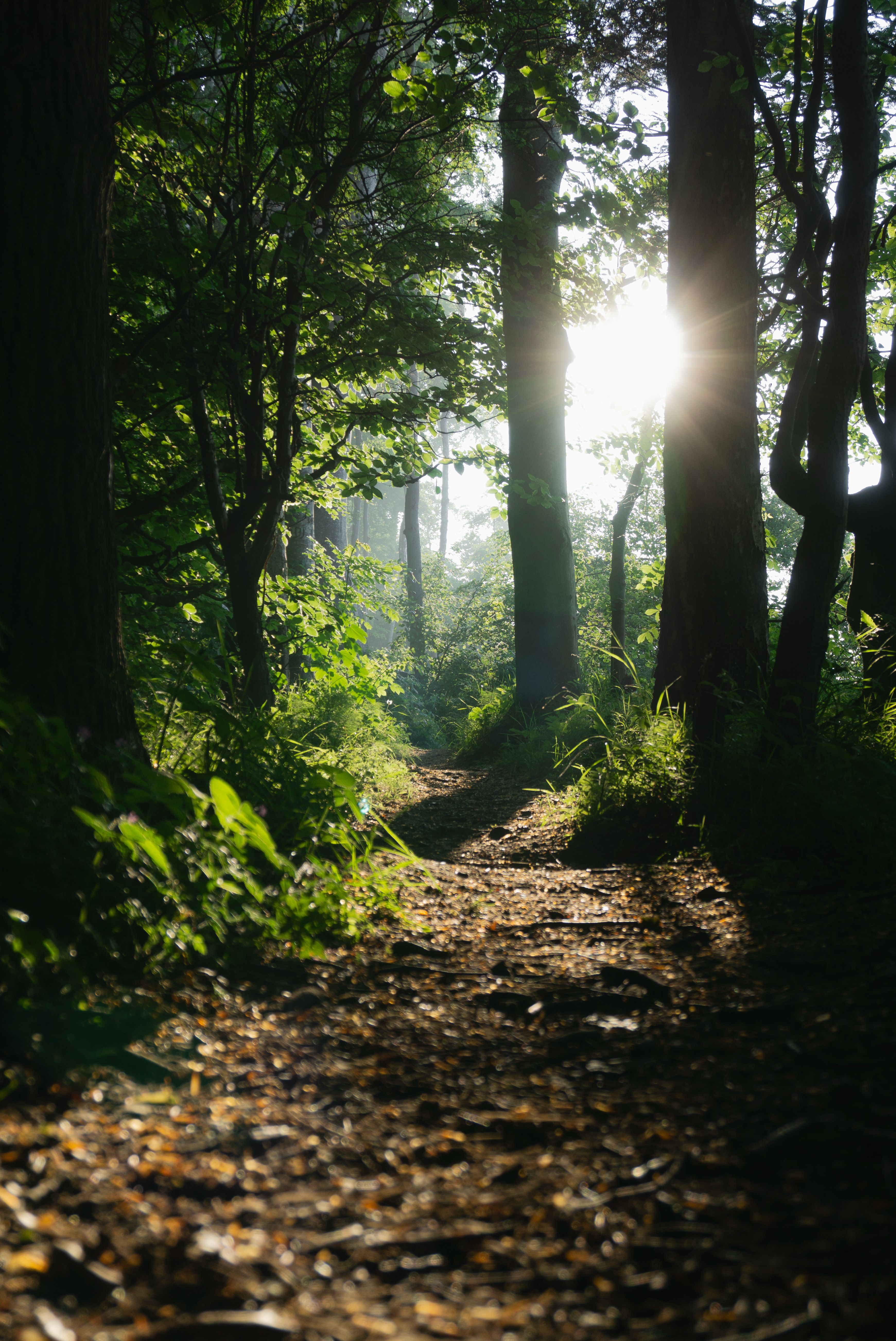 Forest Path With Sunlight Photos, Download The BEST Free Forest Path ...