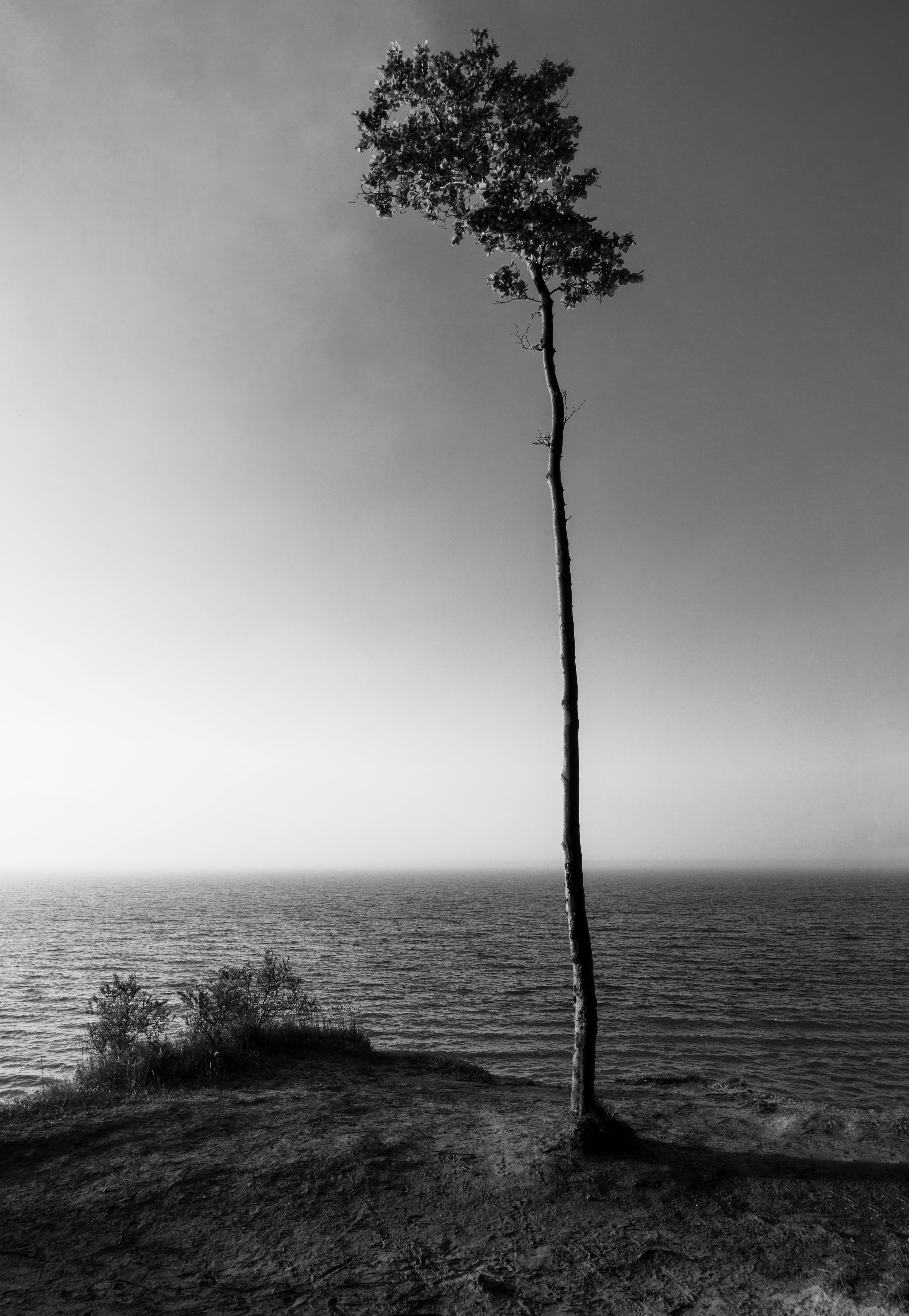 Tree Beside Body of Water · Free Stock Photo