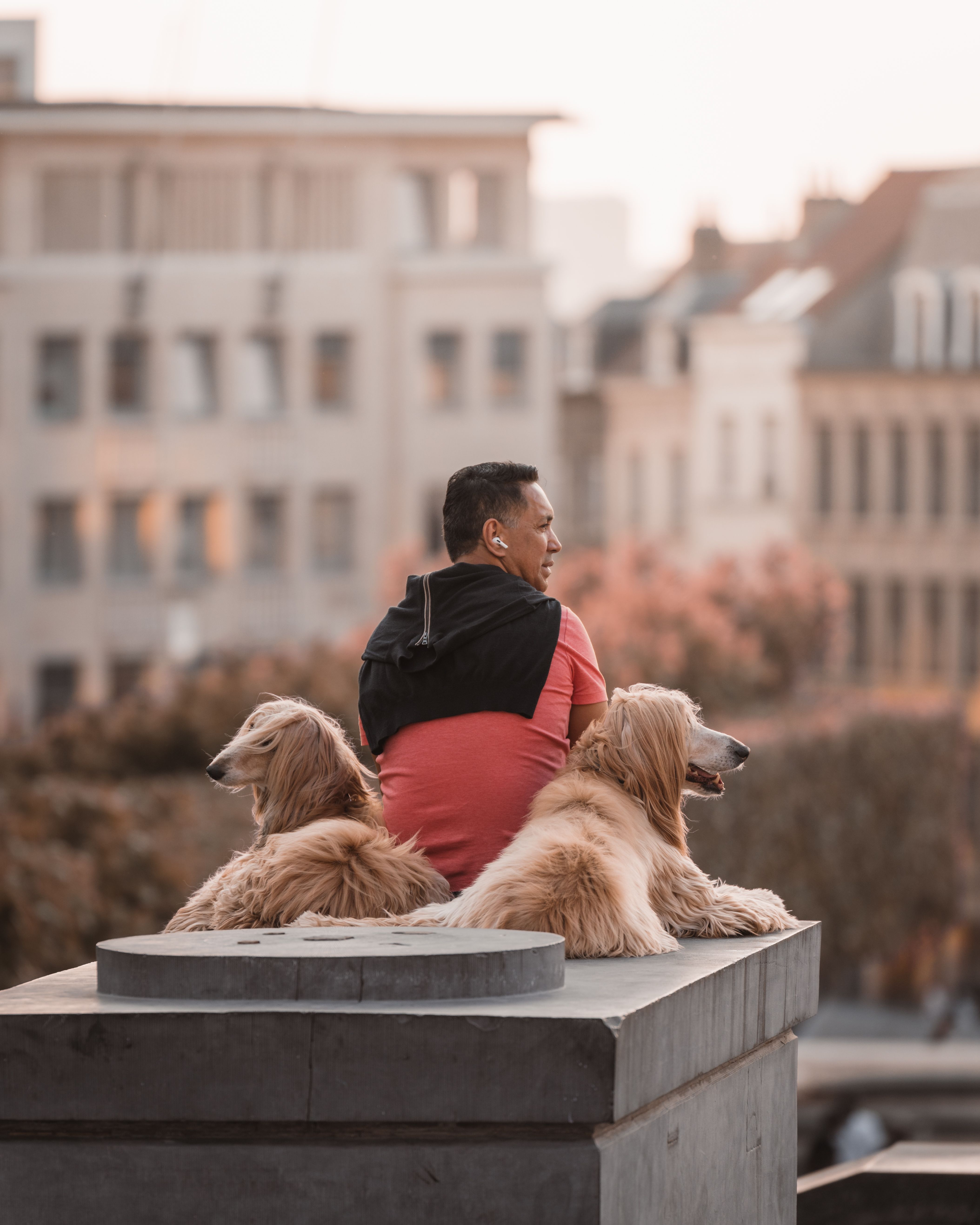 Man with Dogs Overlooking City · Free Stock Photo