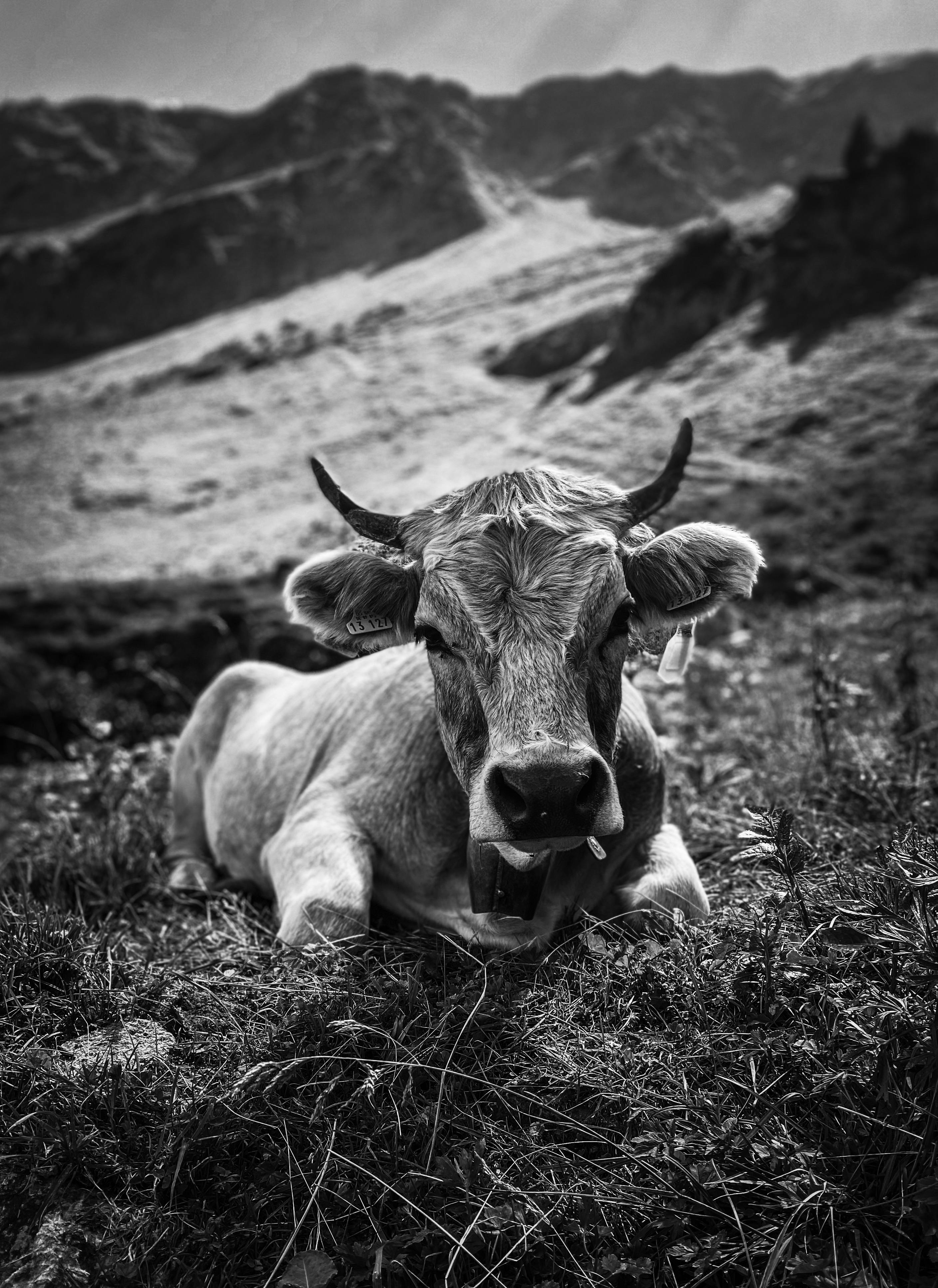 Vaca Tumbada En Un Pasto De Montaña · Foto de stock gratuita