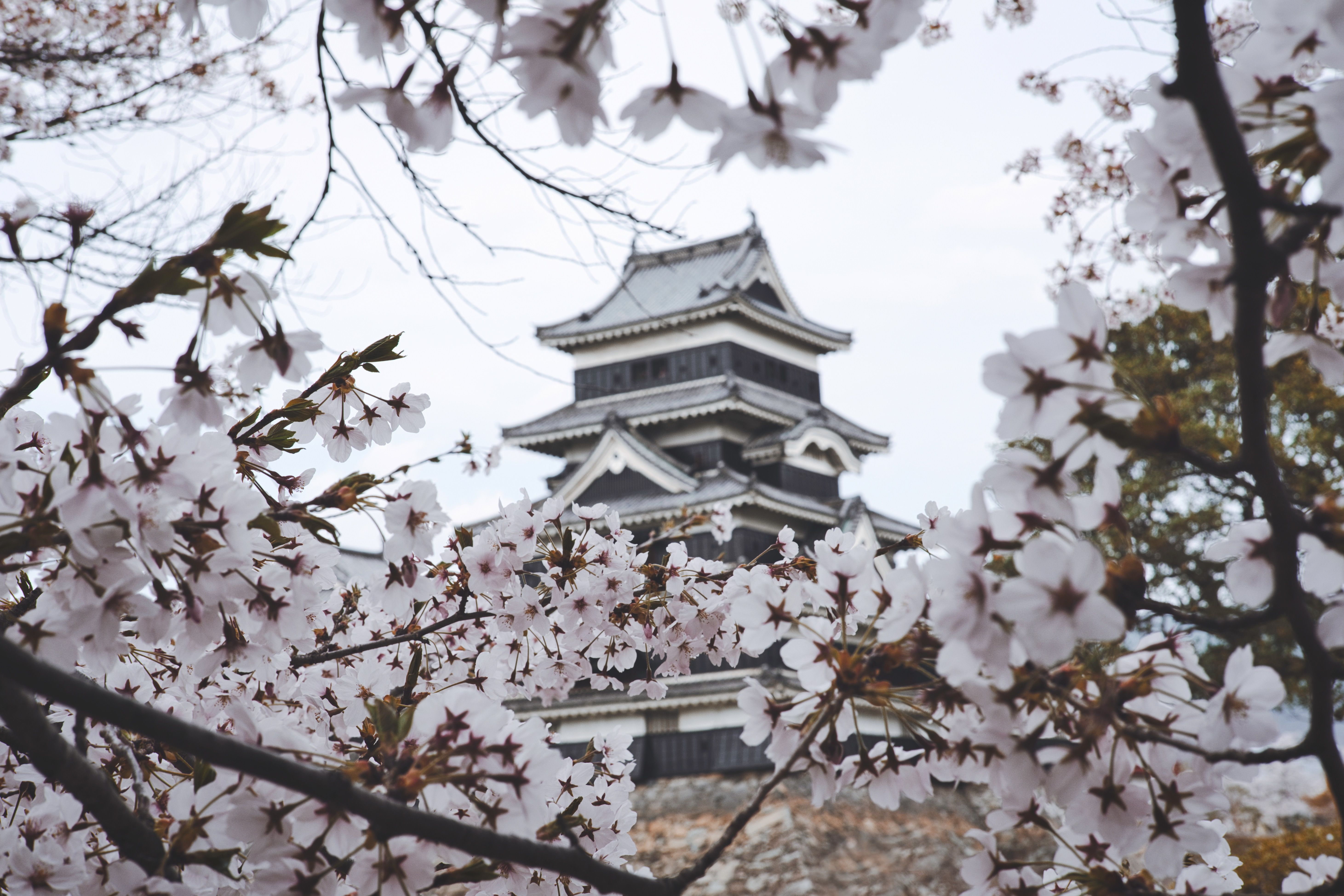 Blossom Photos, Download The BEST Free Blossom Stock Photos & HD Images