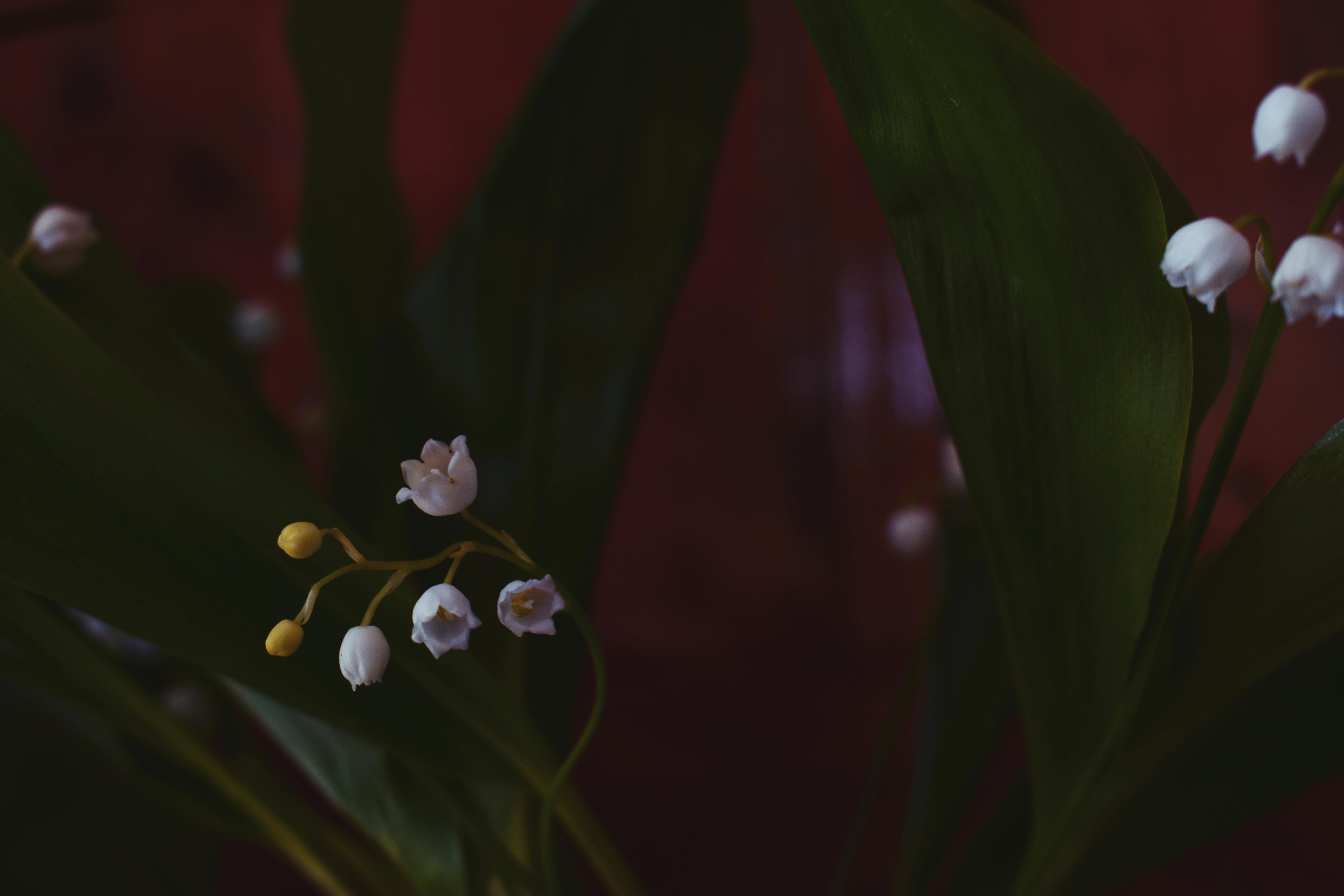 Selective Focus Photo Of Flowers · Free Stock Photo