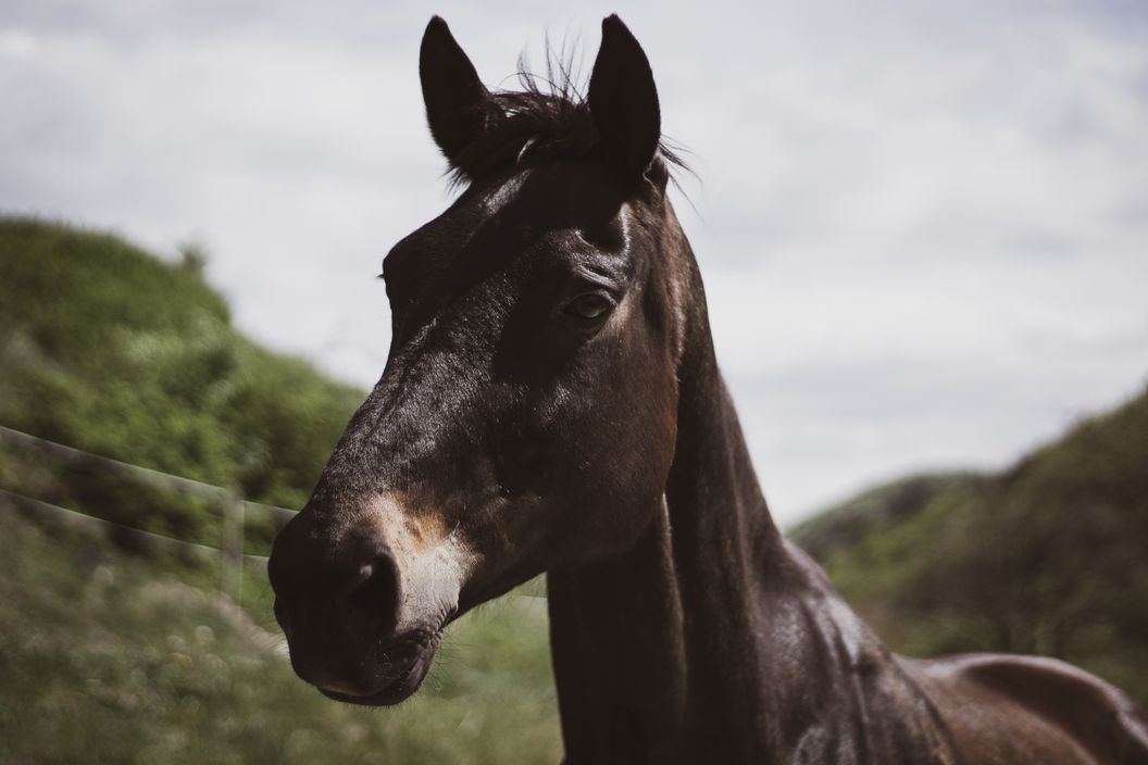 How Big Are Miniature Horses and What Makes Them Special