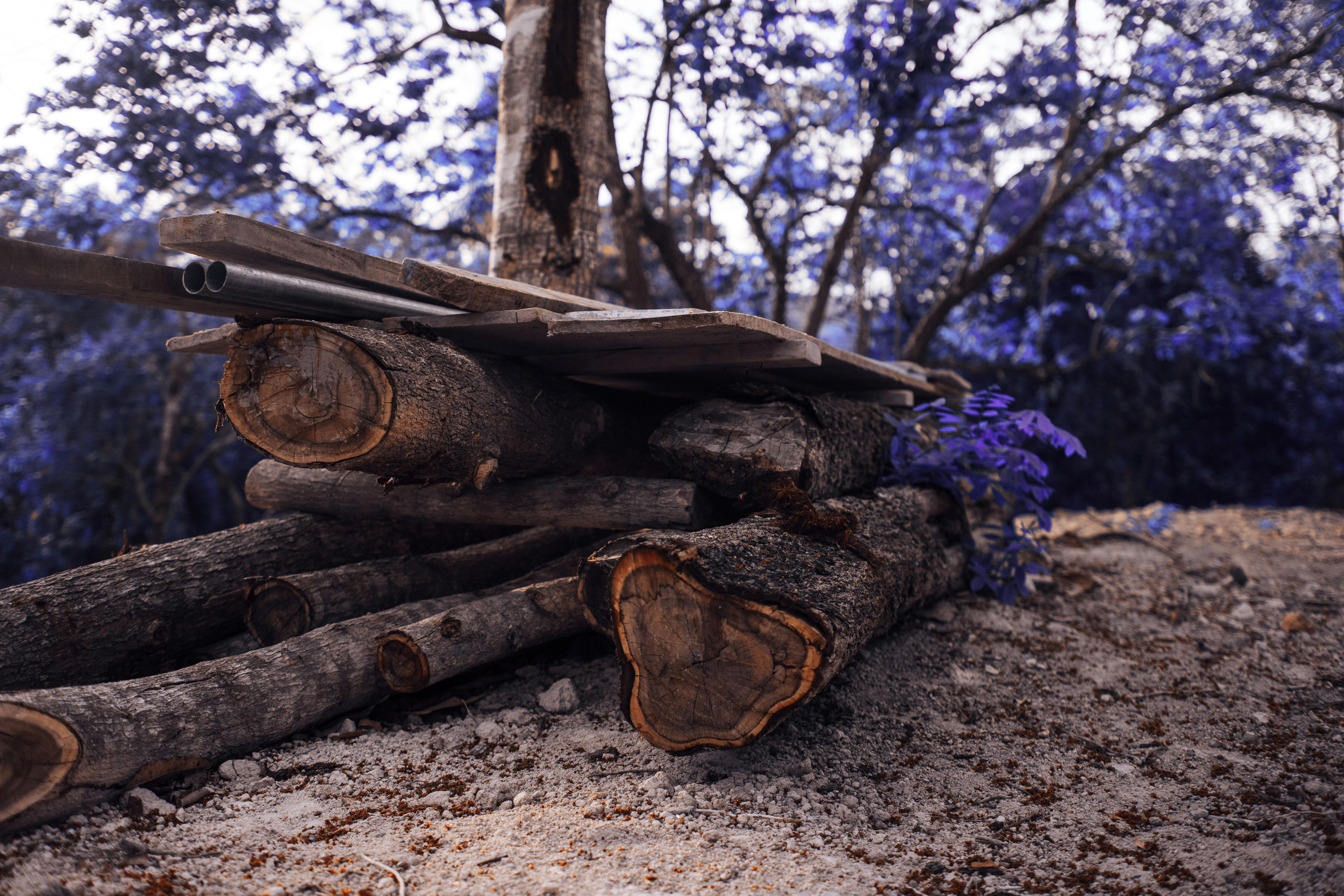 Brown Tree Logs · Free Stock Photo