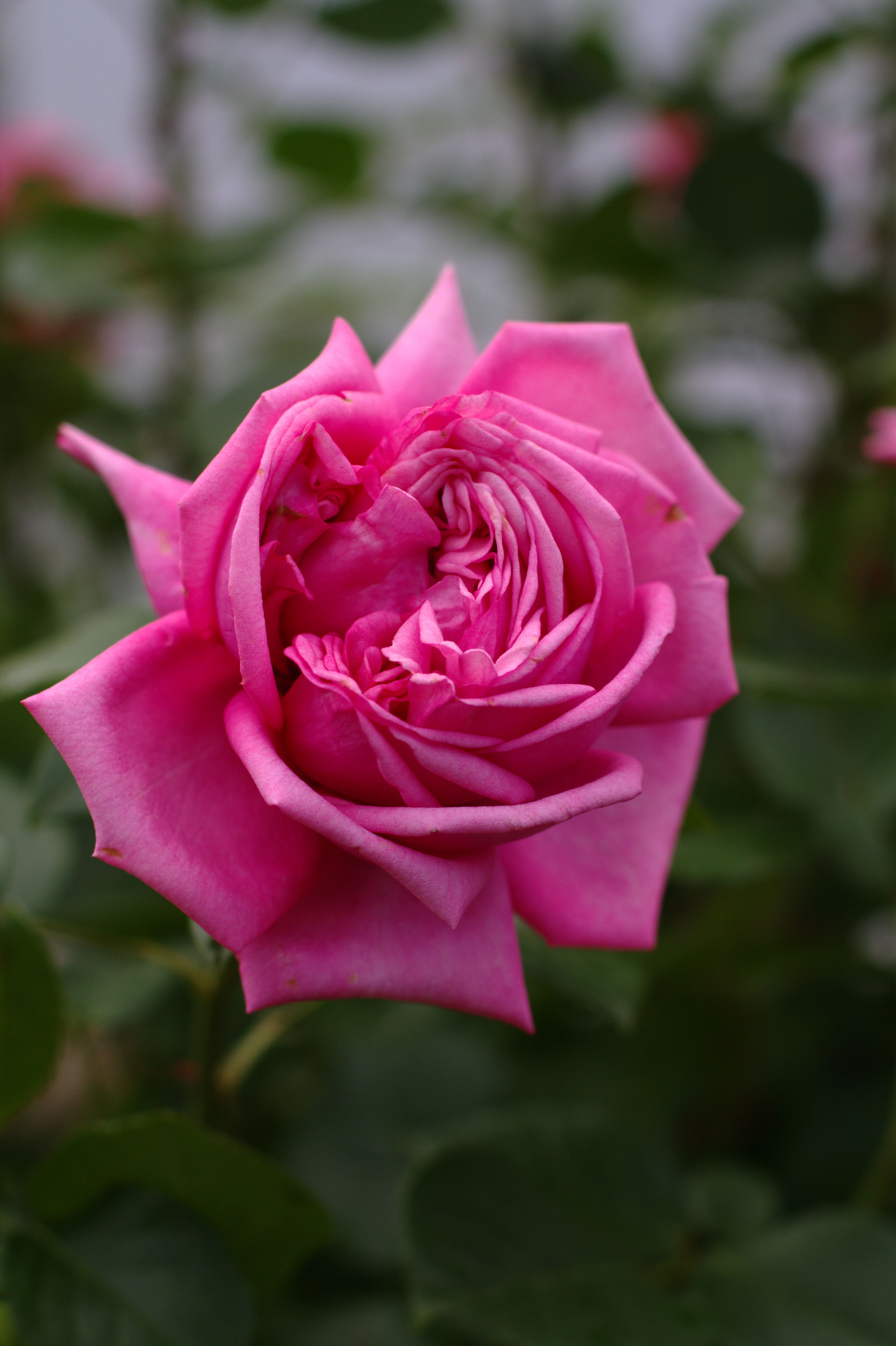 Close-up of a Pink Rose Growing in the Garden · Free Stock Photo