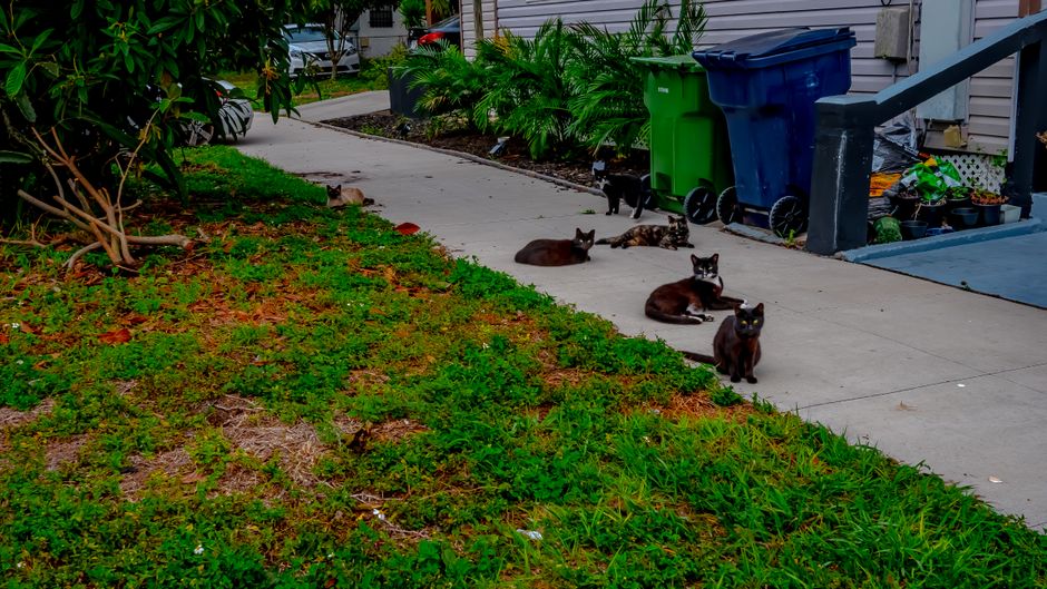 Free Stock Photo Of Cats Lots Of Cats Many Cats Free Stock Photo Of Cats Lots Of Cats Many Cats