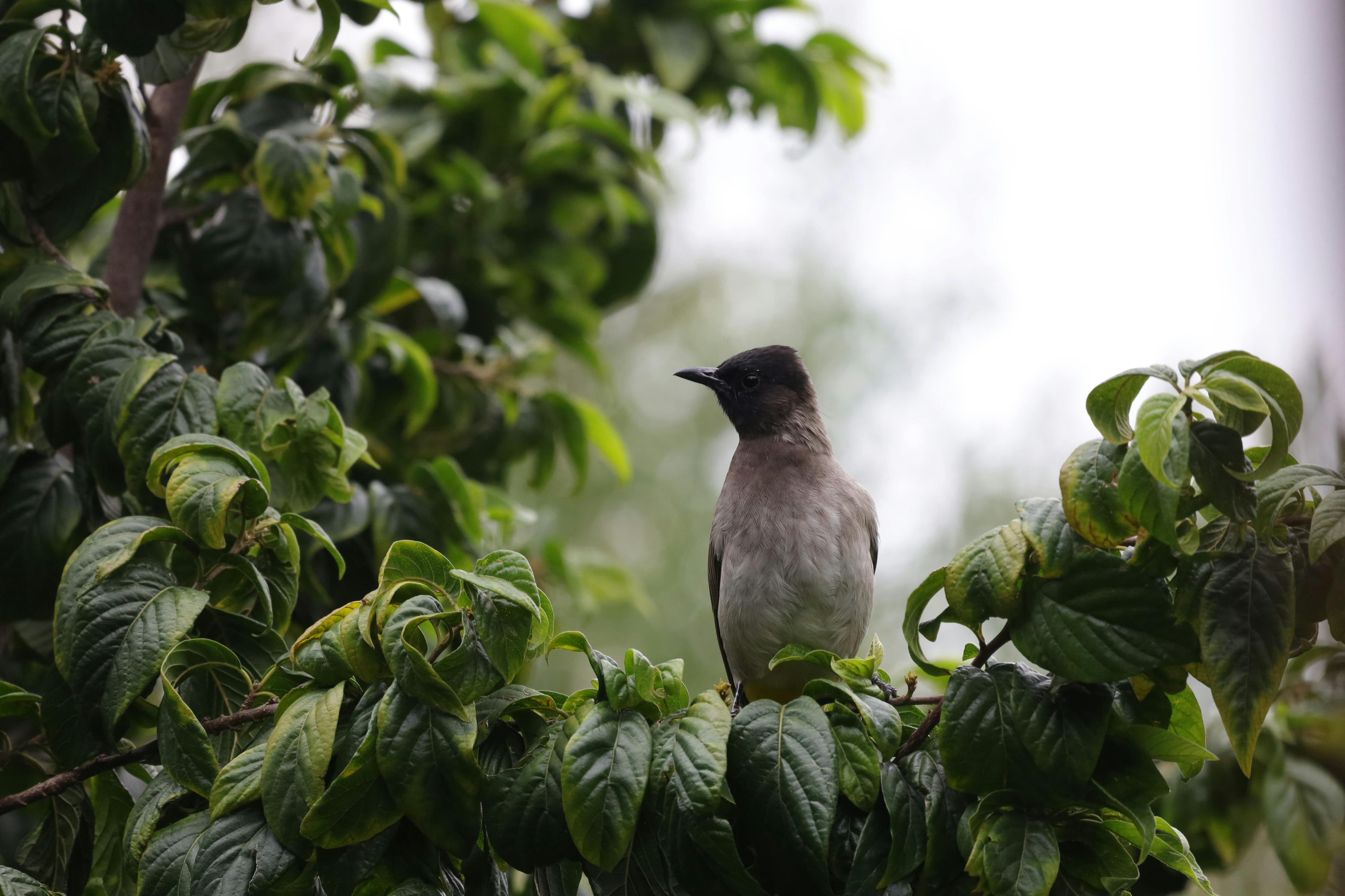 Common Bulbul · Free Stock Photo