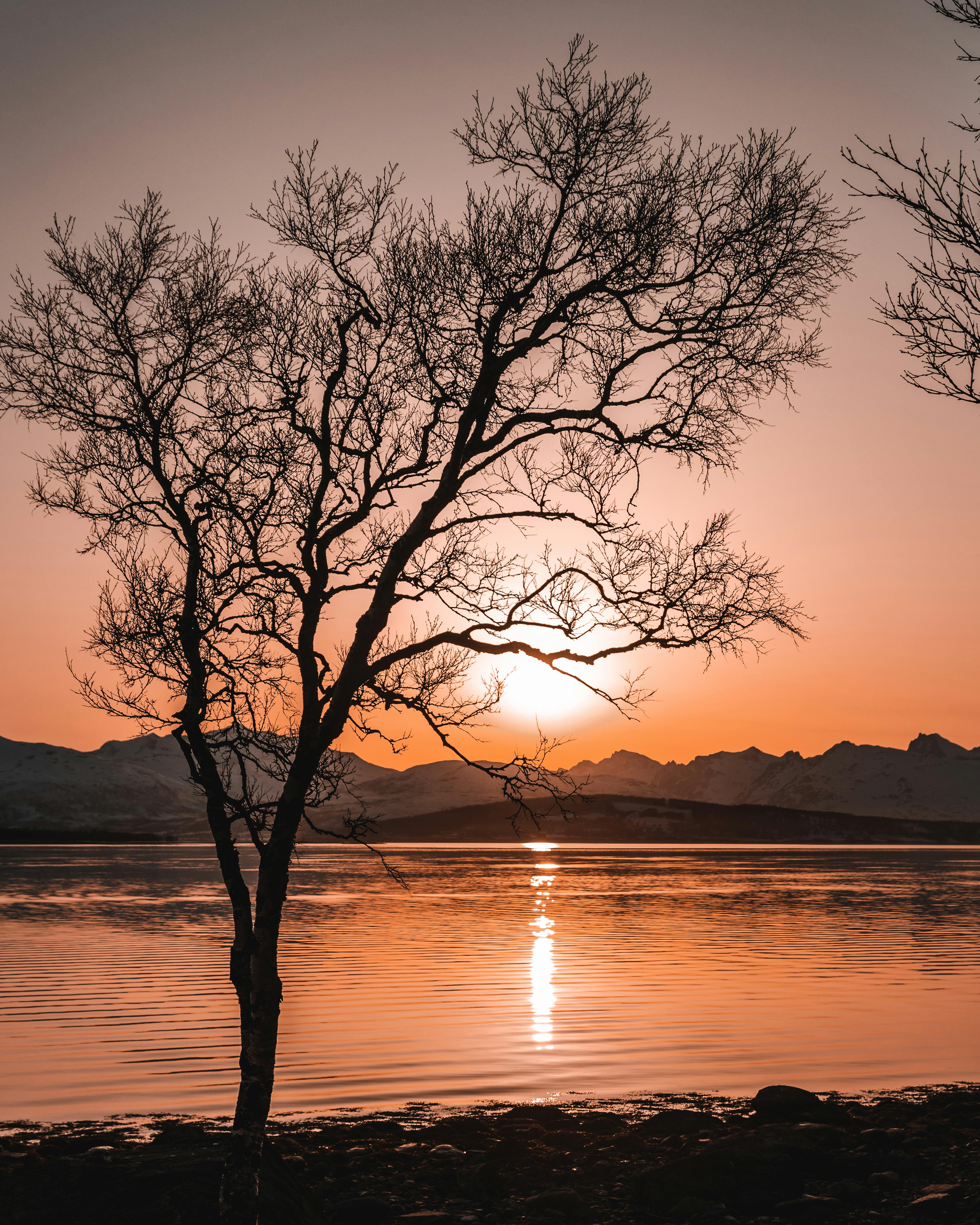 Tree Near Ocean · Free Stock Photo
