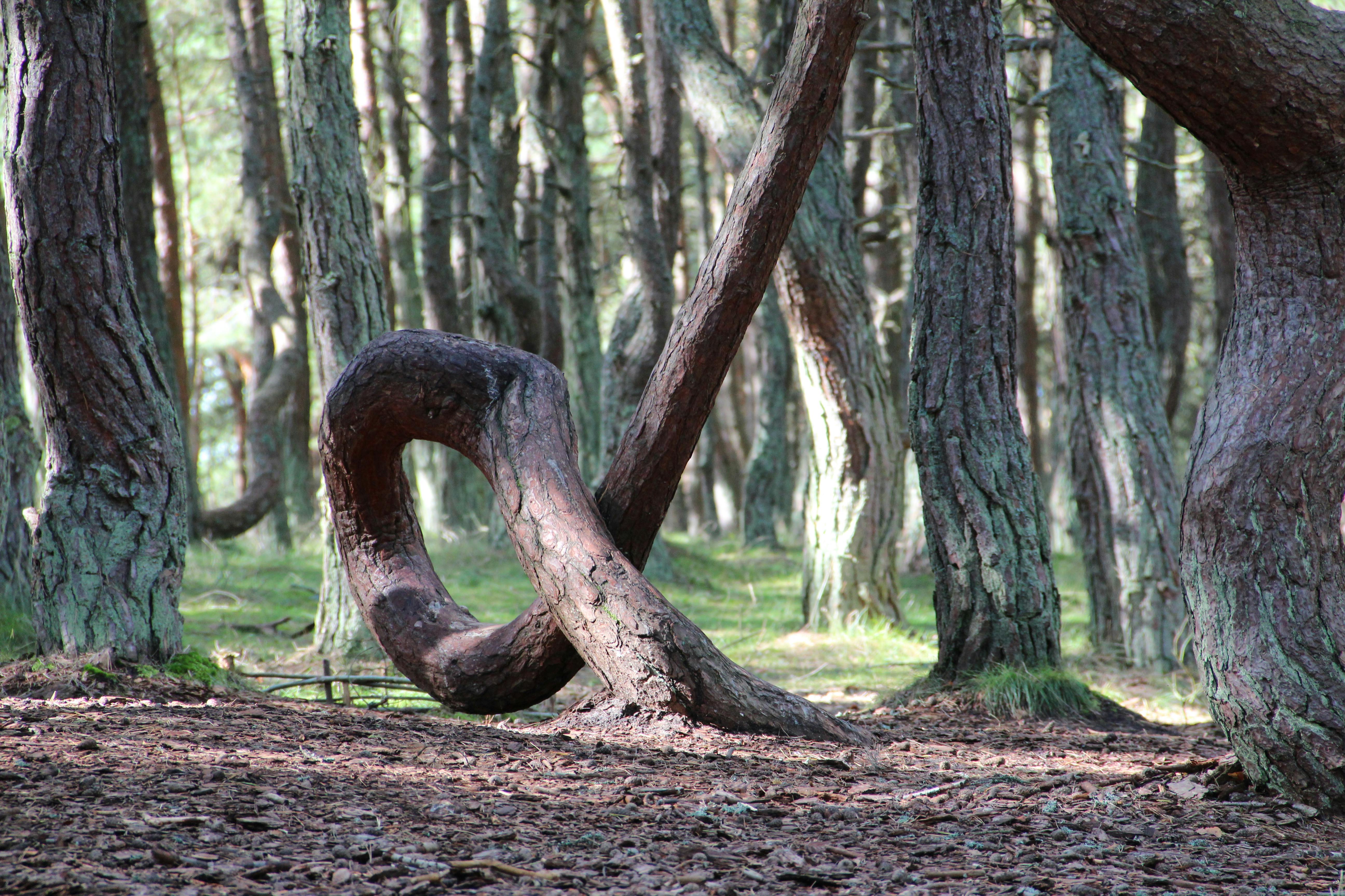 Dancing Forest in Russia · Free Stock Photo