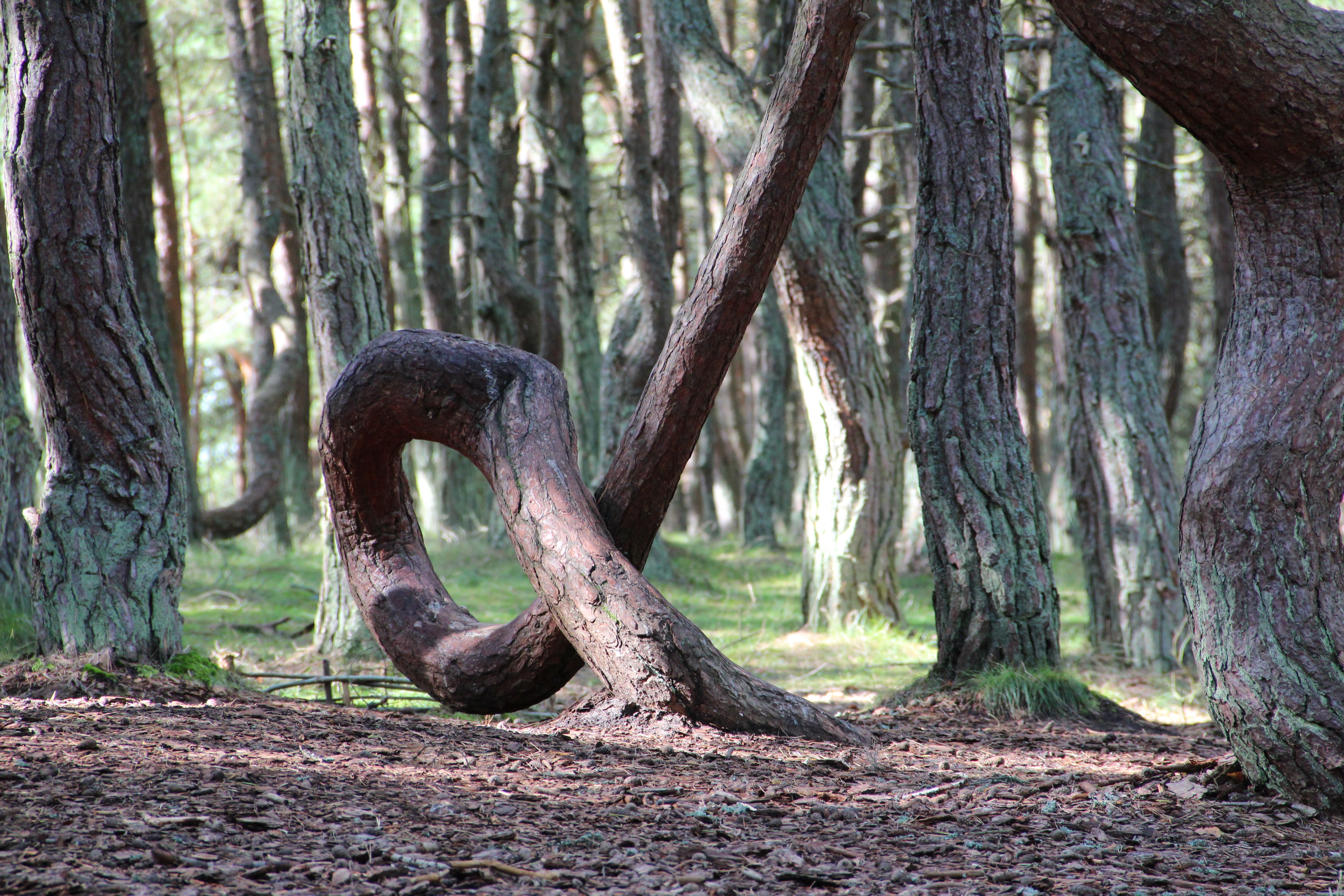A twisted tree in the woods · Free Stock Photo