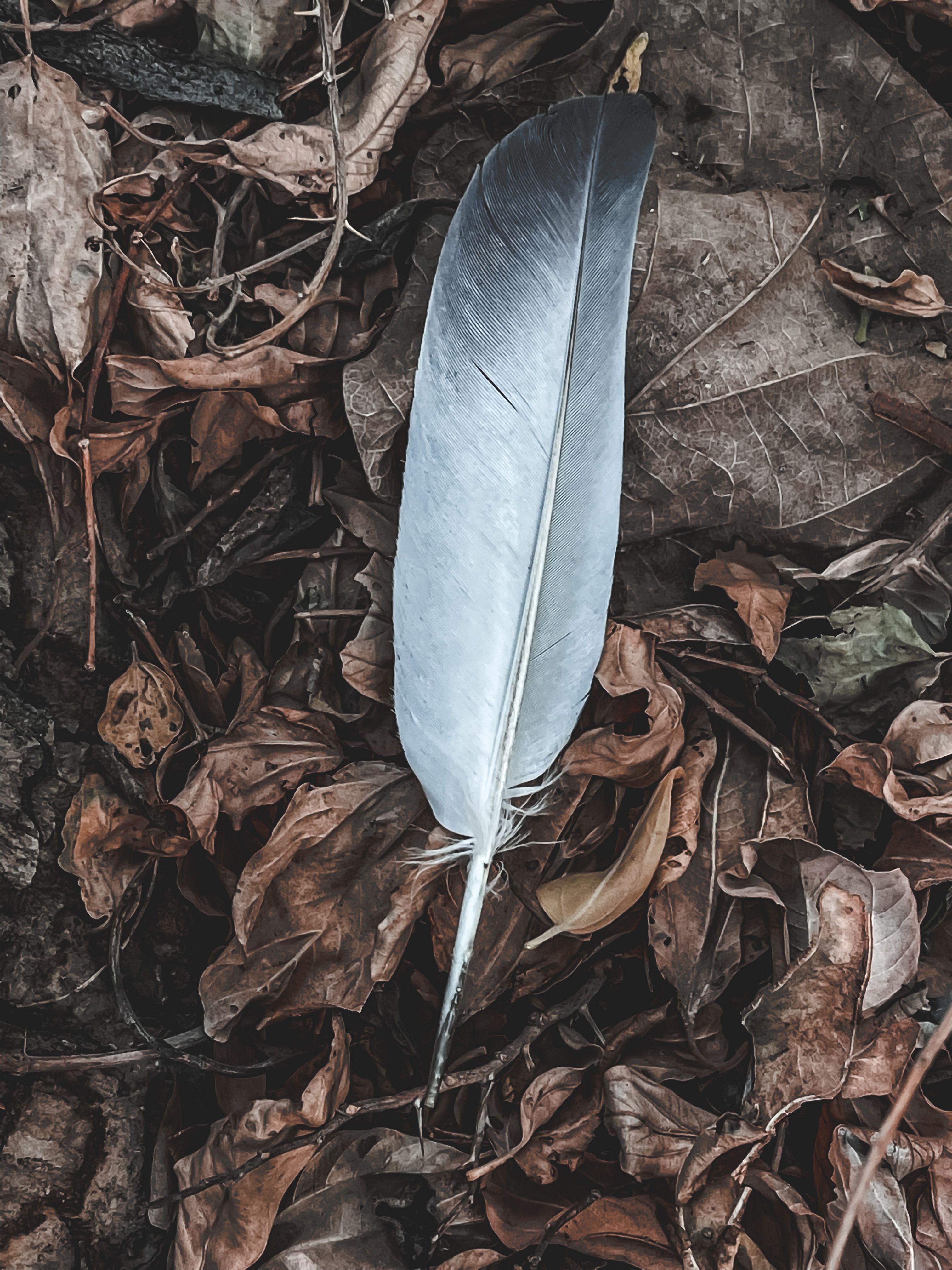 Single Feather Photos, Download The BEST Free Single Feather Stock ...