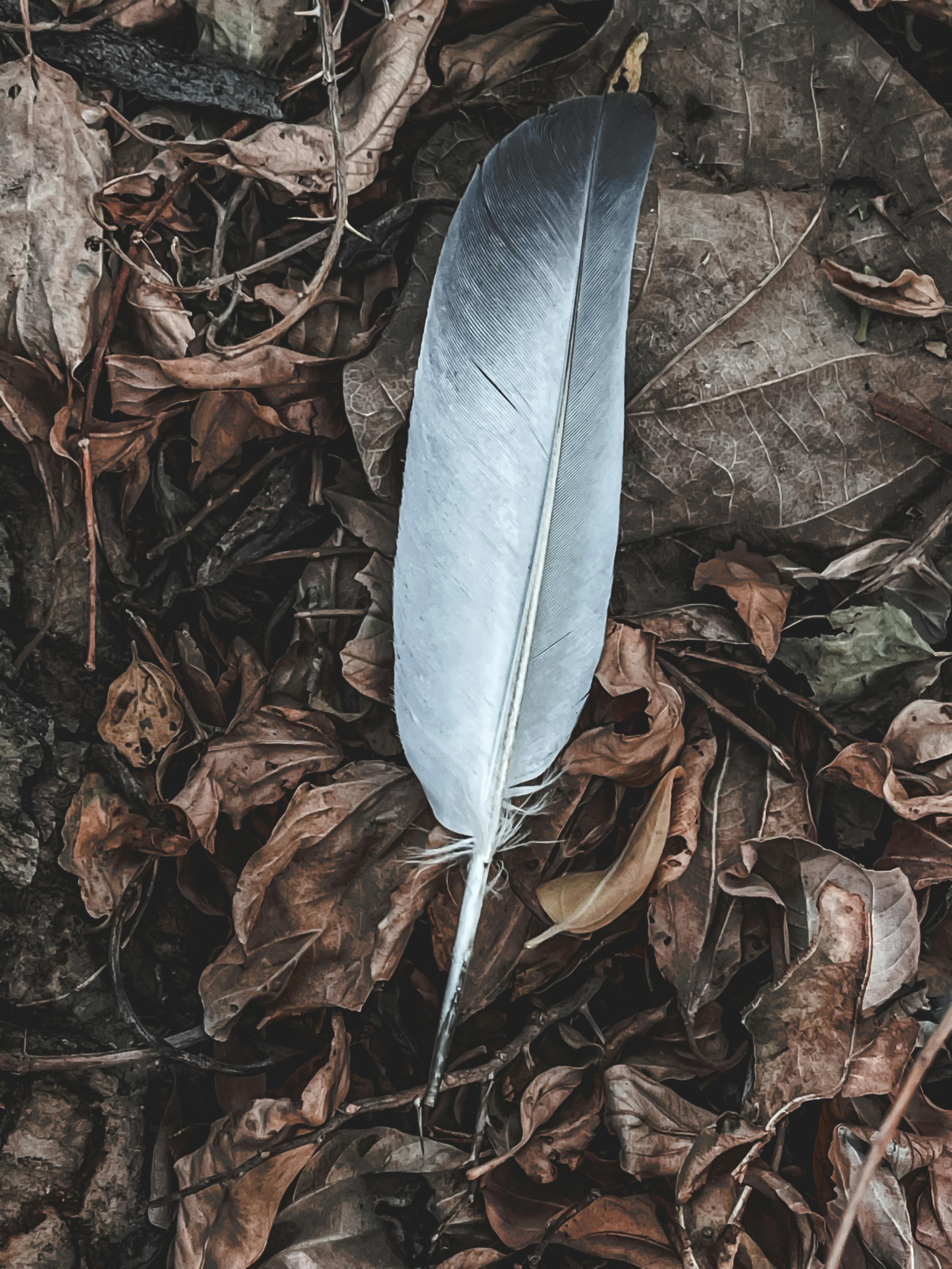 Close up of a Feather · Free Stock Photo