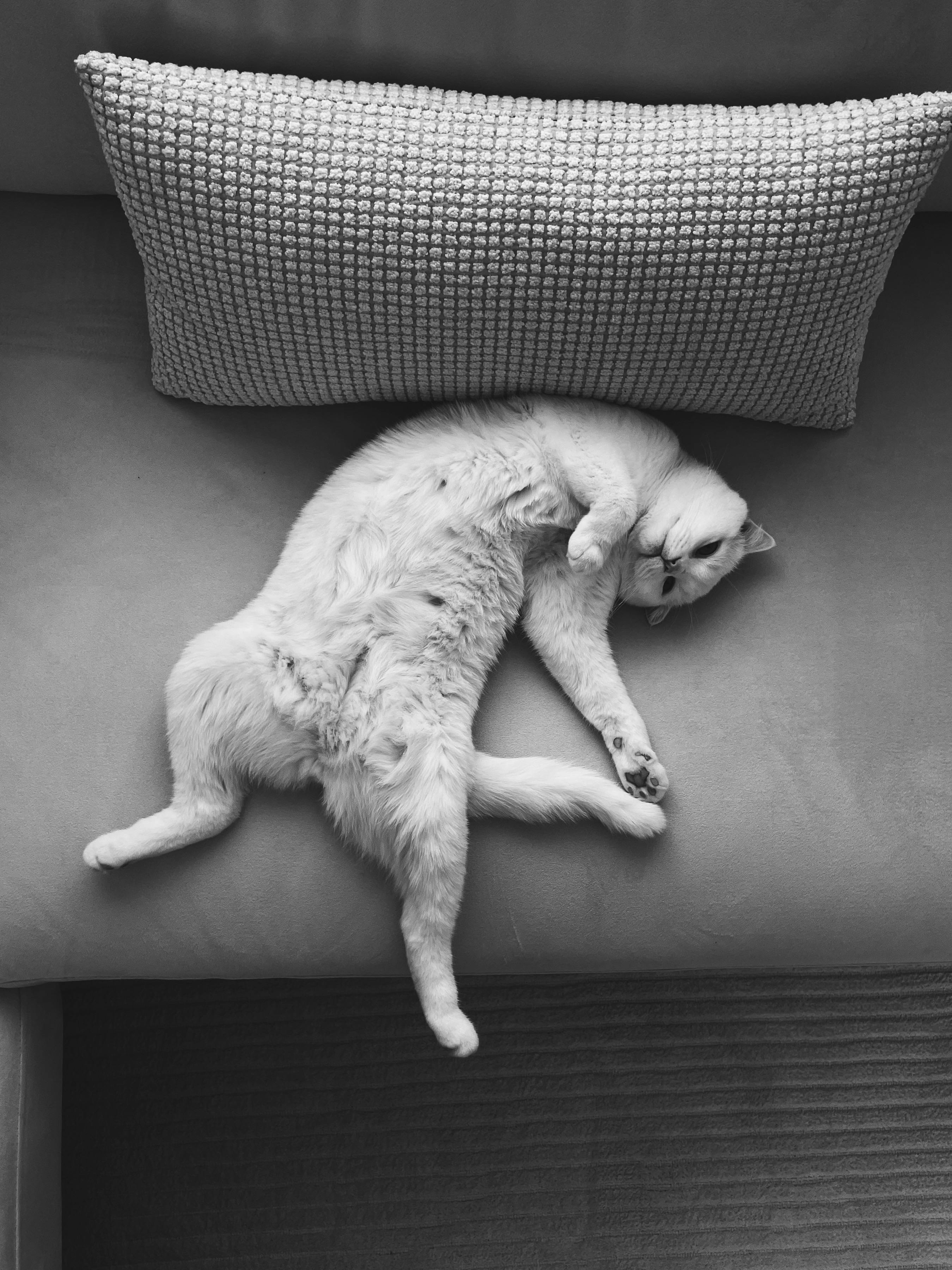 Cat Pfp Photos, Download The BEST Free Cat Pfp Stock Photos & HD Images