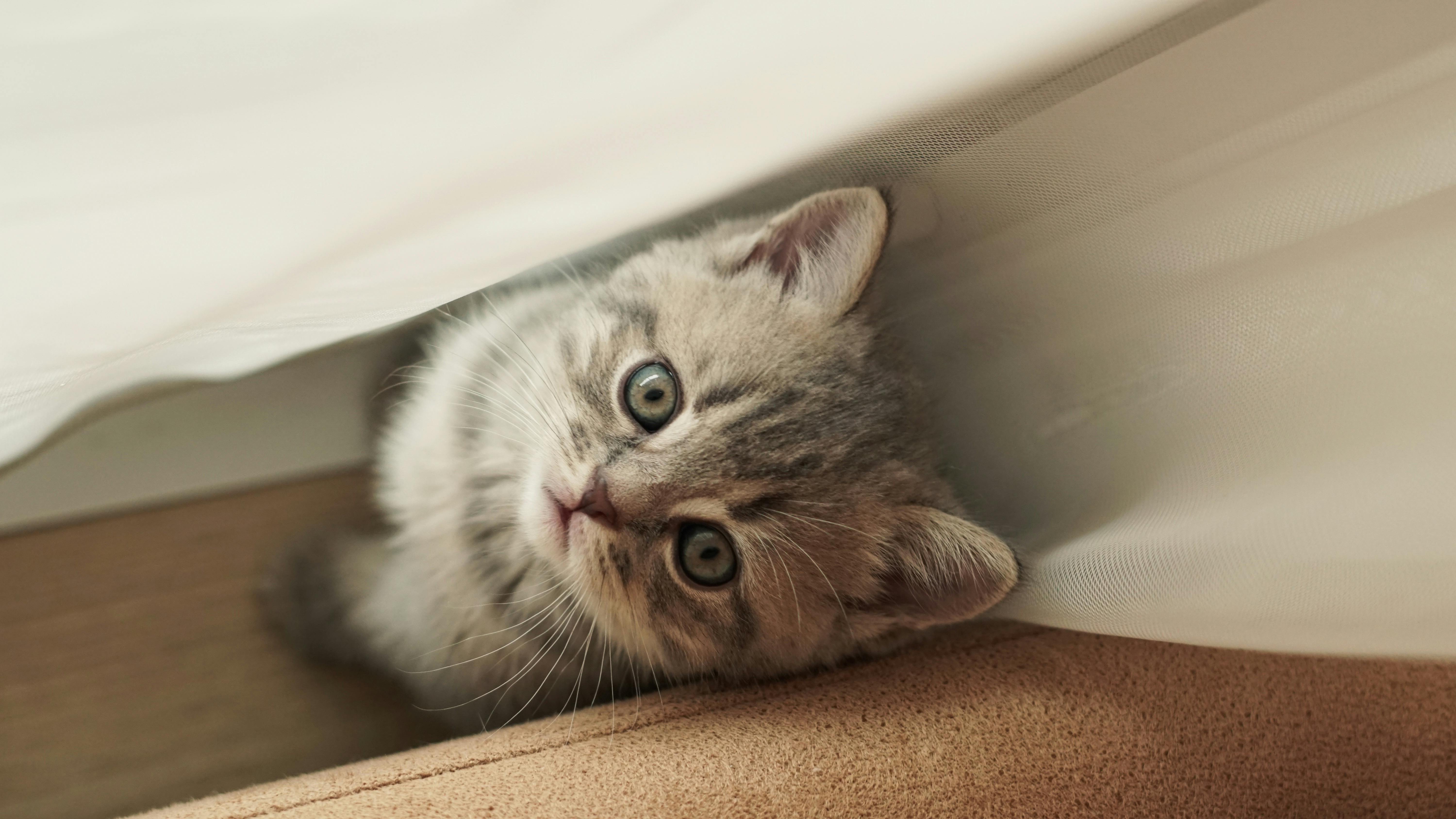 Kitten Looking Up · Free Stock Photo