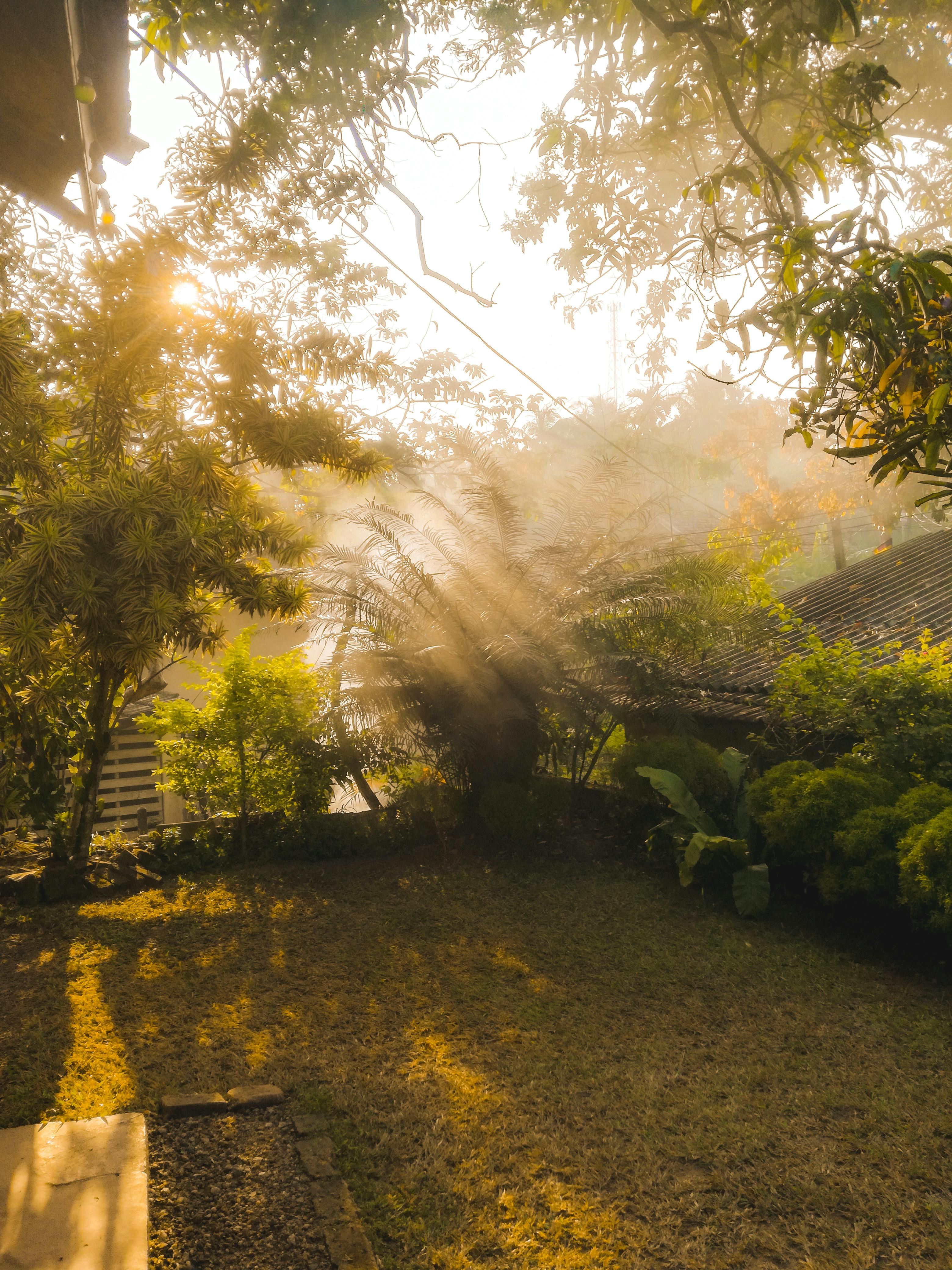 Green Bush and Trees Scenery · Free Stock Photo