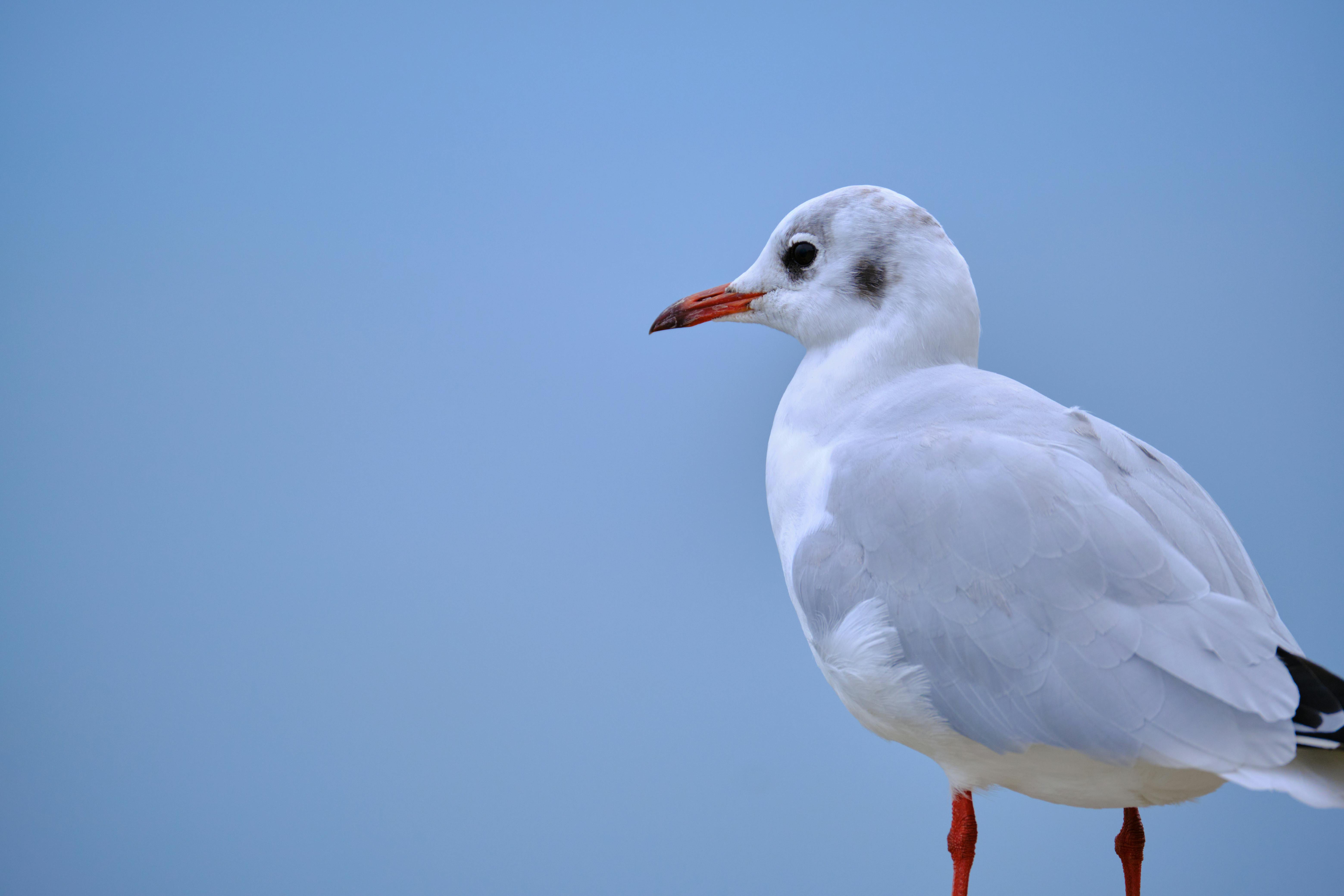White Seagull on Brown Surface · Free Stock Photo