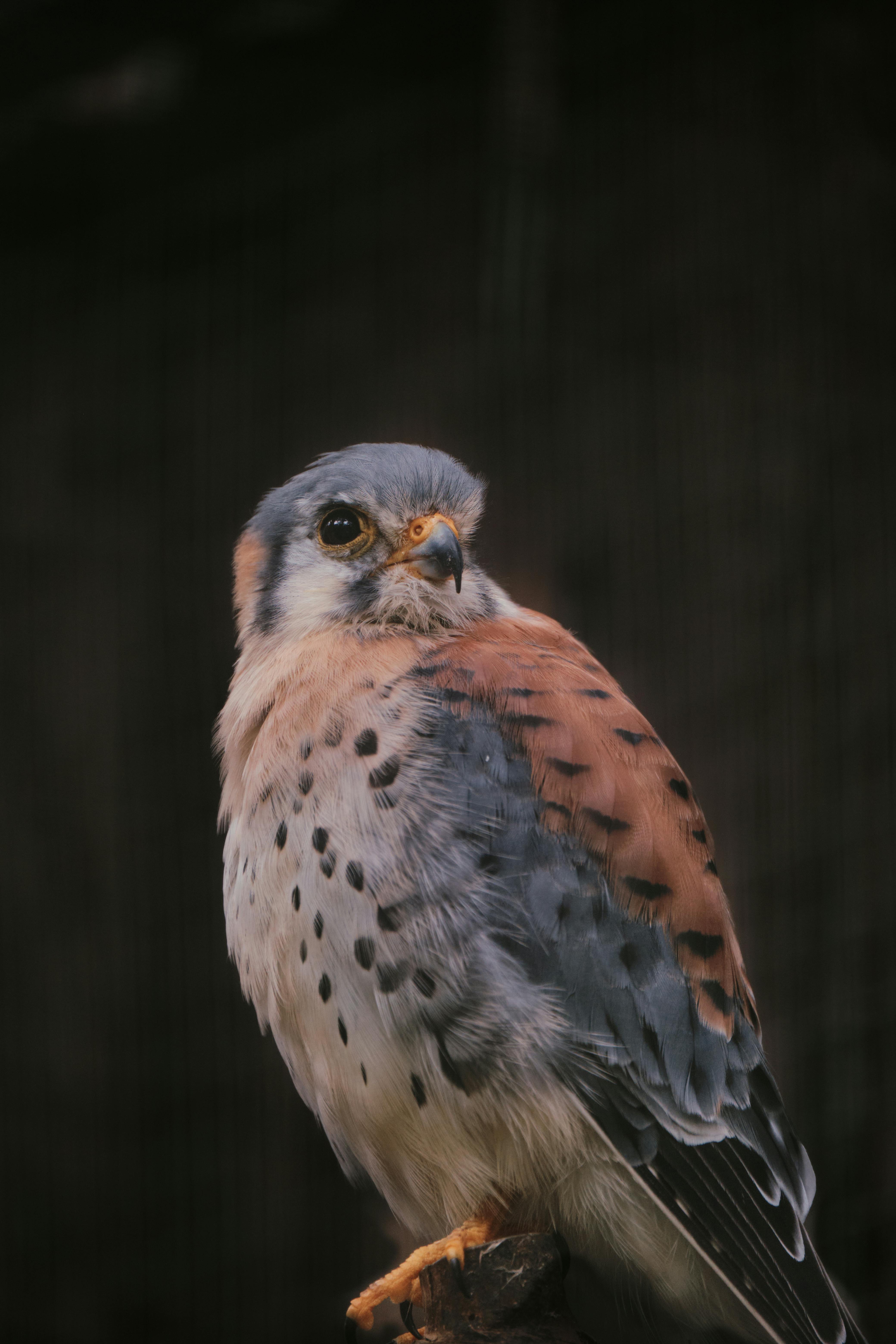 Colored Falcon · Free Stock Photo