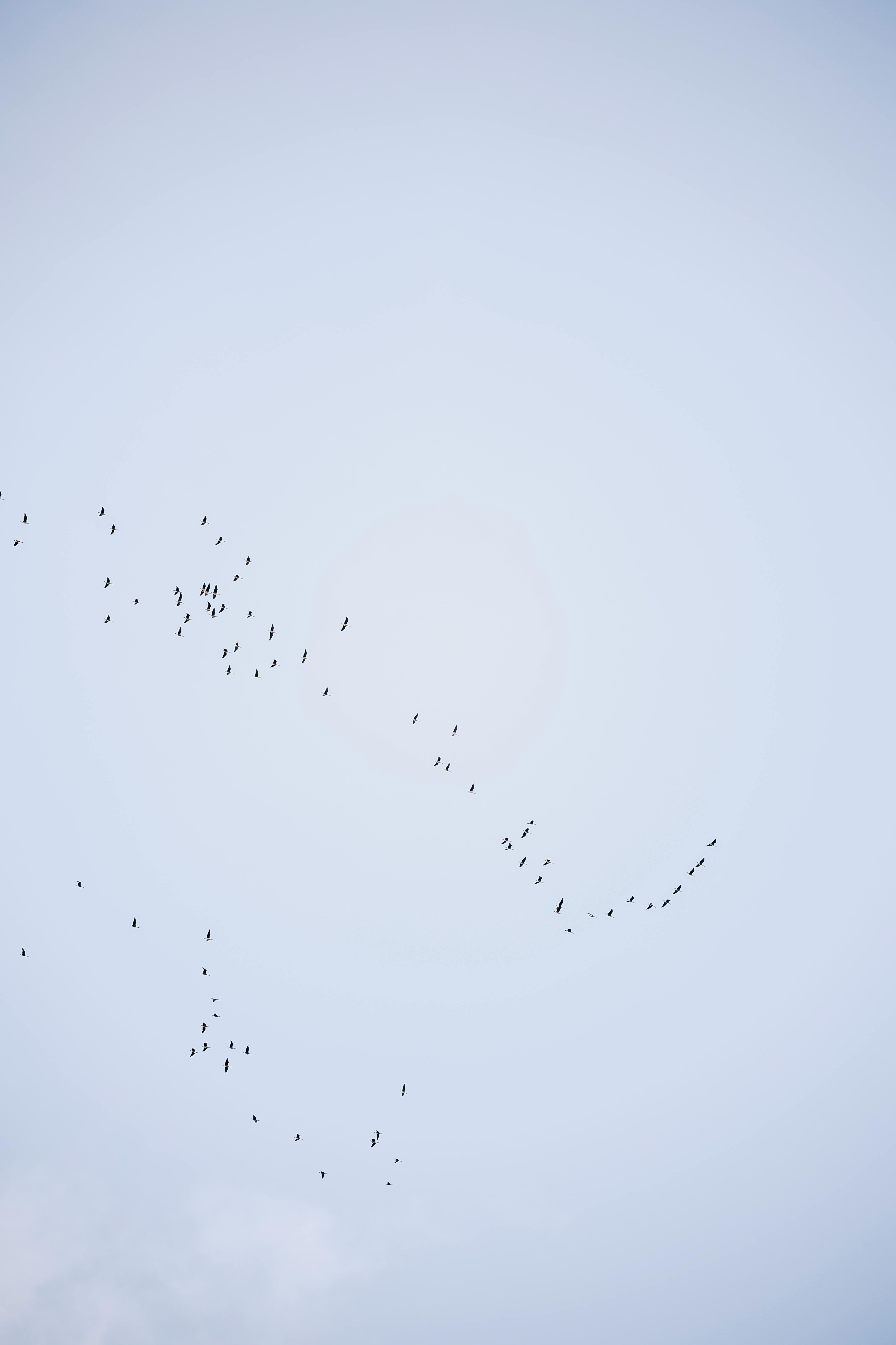 Photography of Three Flying Birds · Free Stock Photo