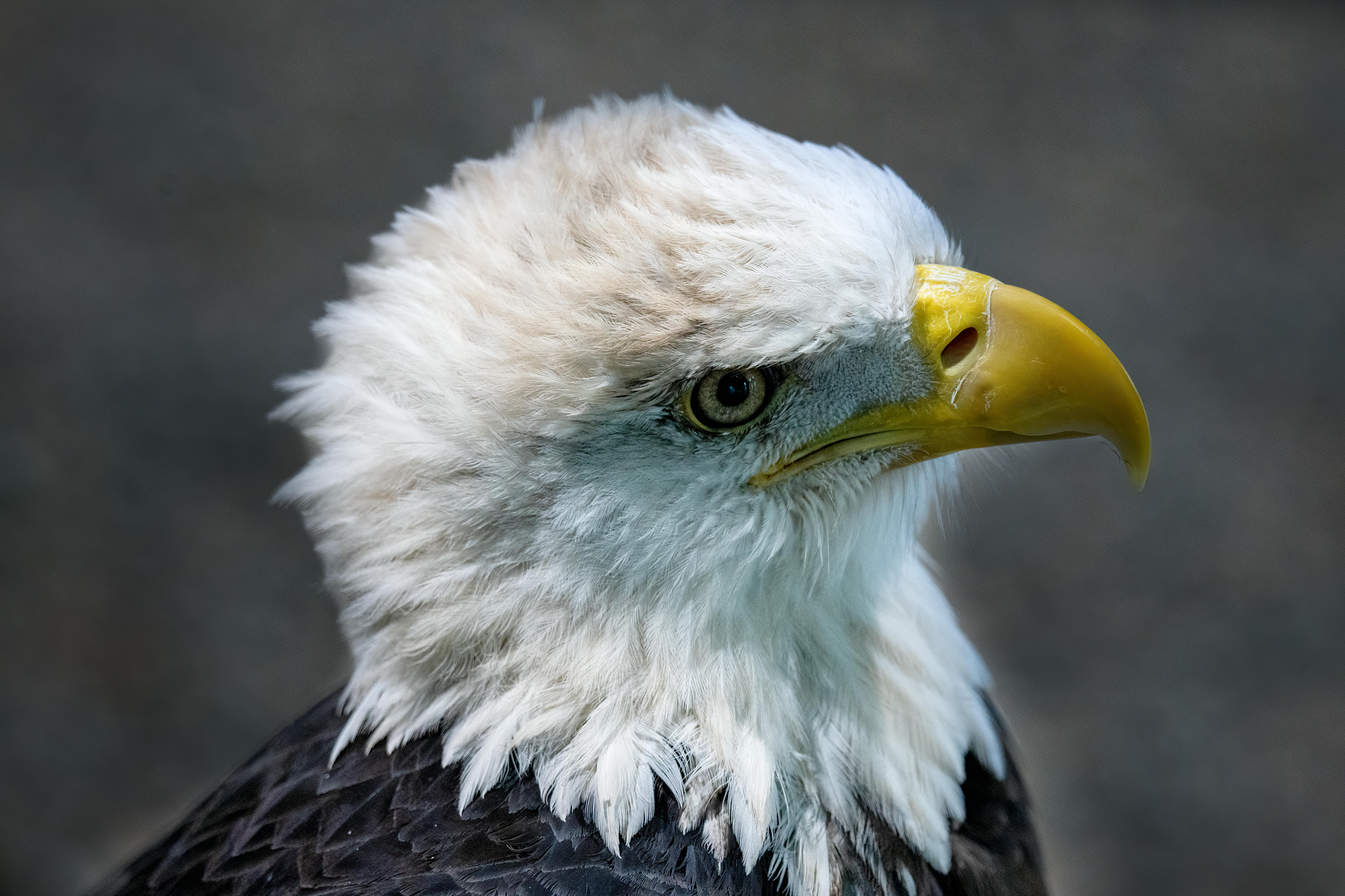 Head of Bald Eagle · Free Stock Photo
