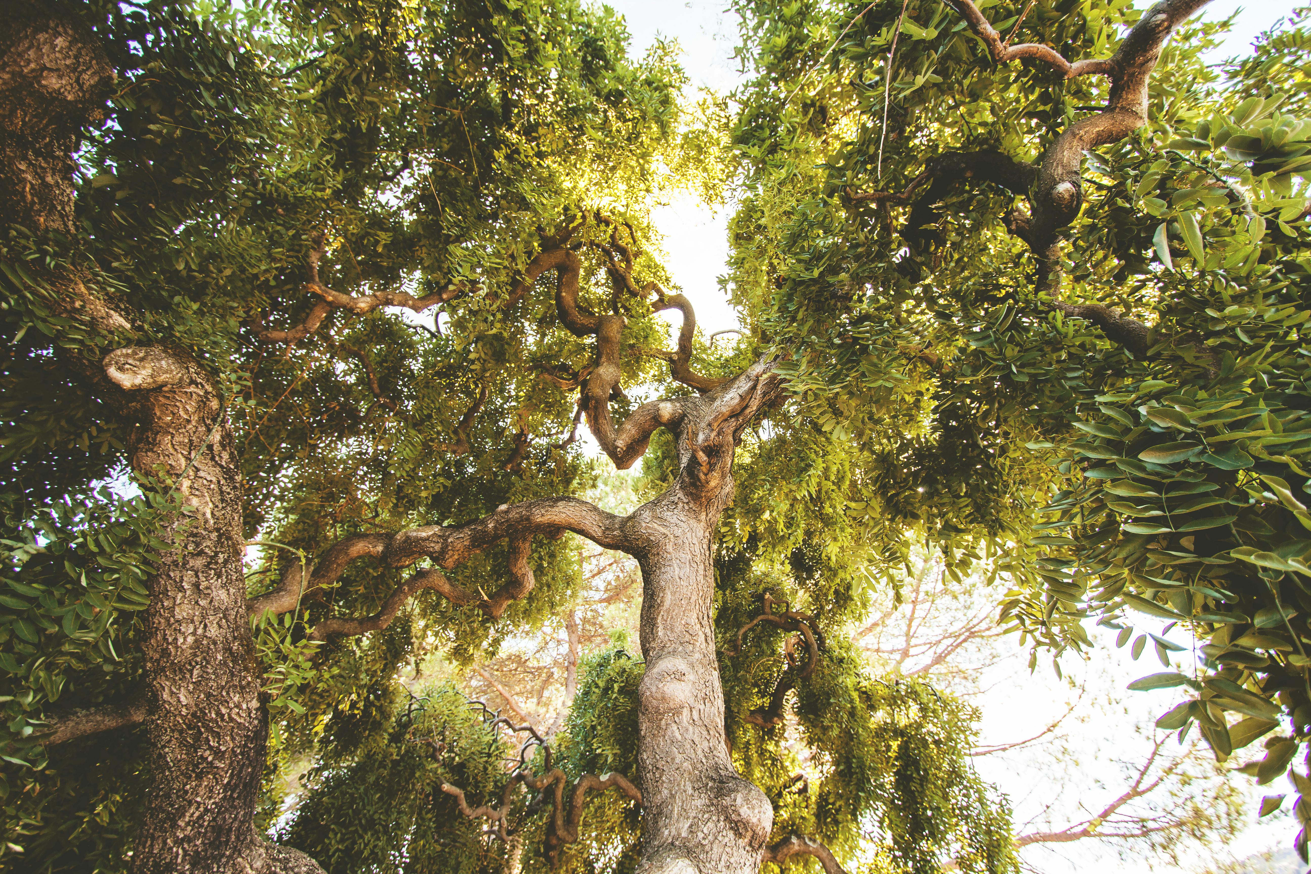 Green Trees · Free Stock Photo