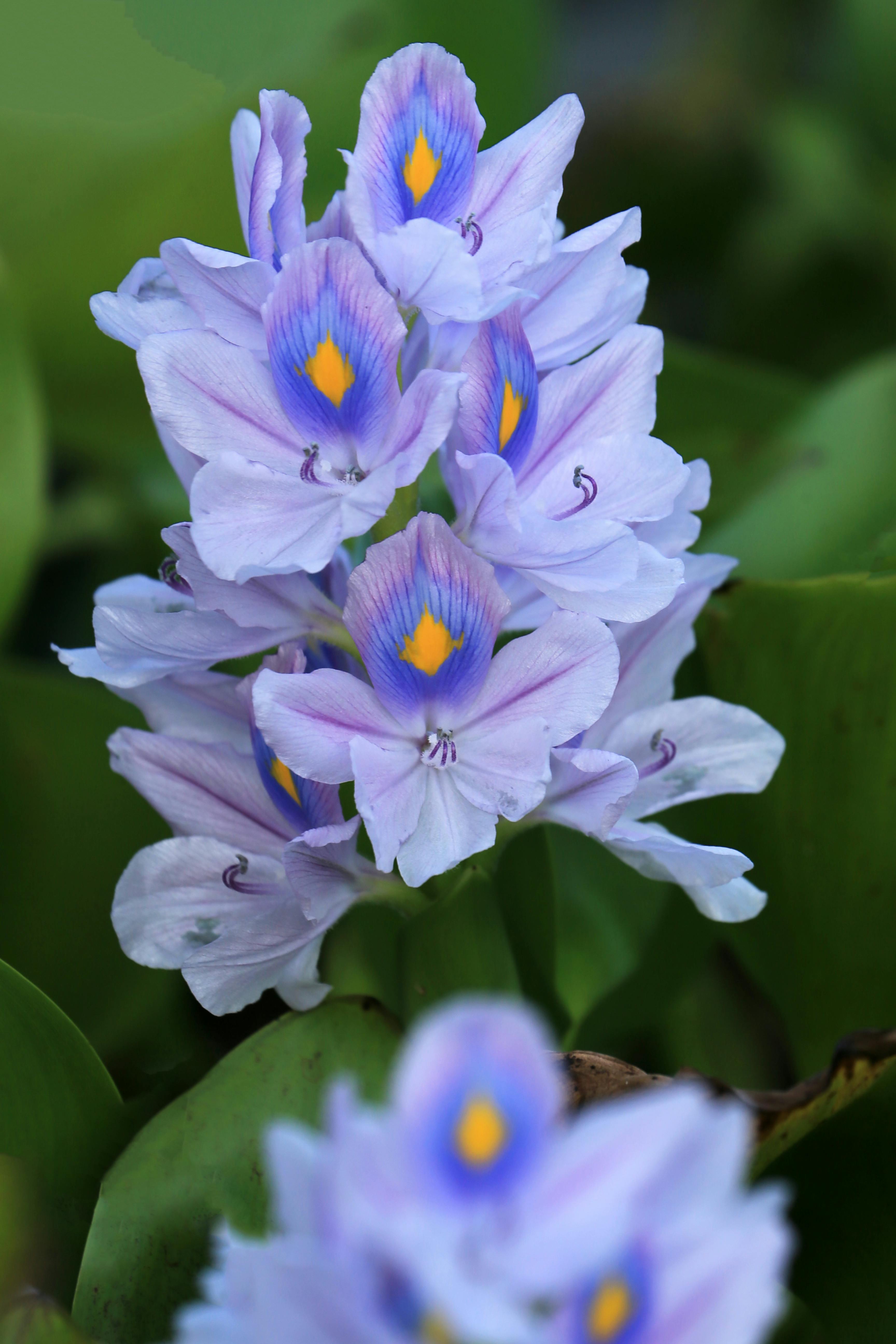 A Water Hyacinth · Free Stock Photo