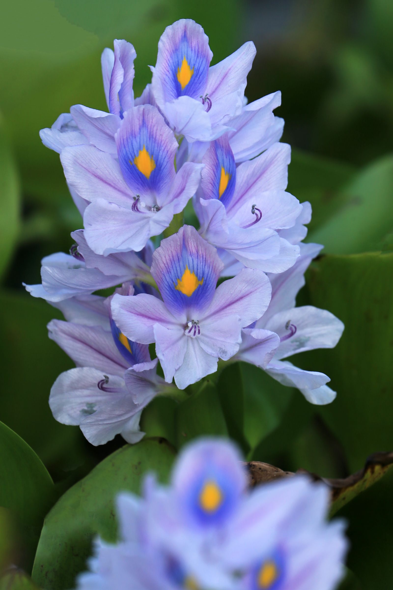 Water Hyacinth Photos, Download The BEST Free Water Hyacinth Stock ...